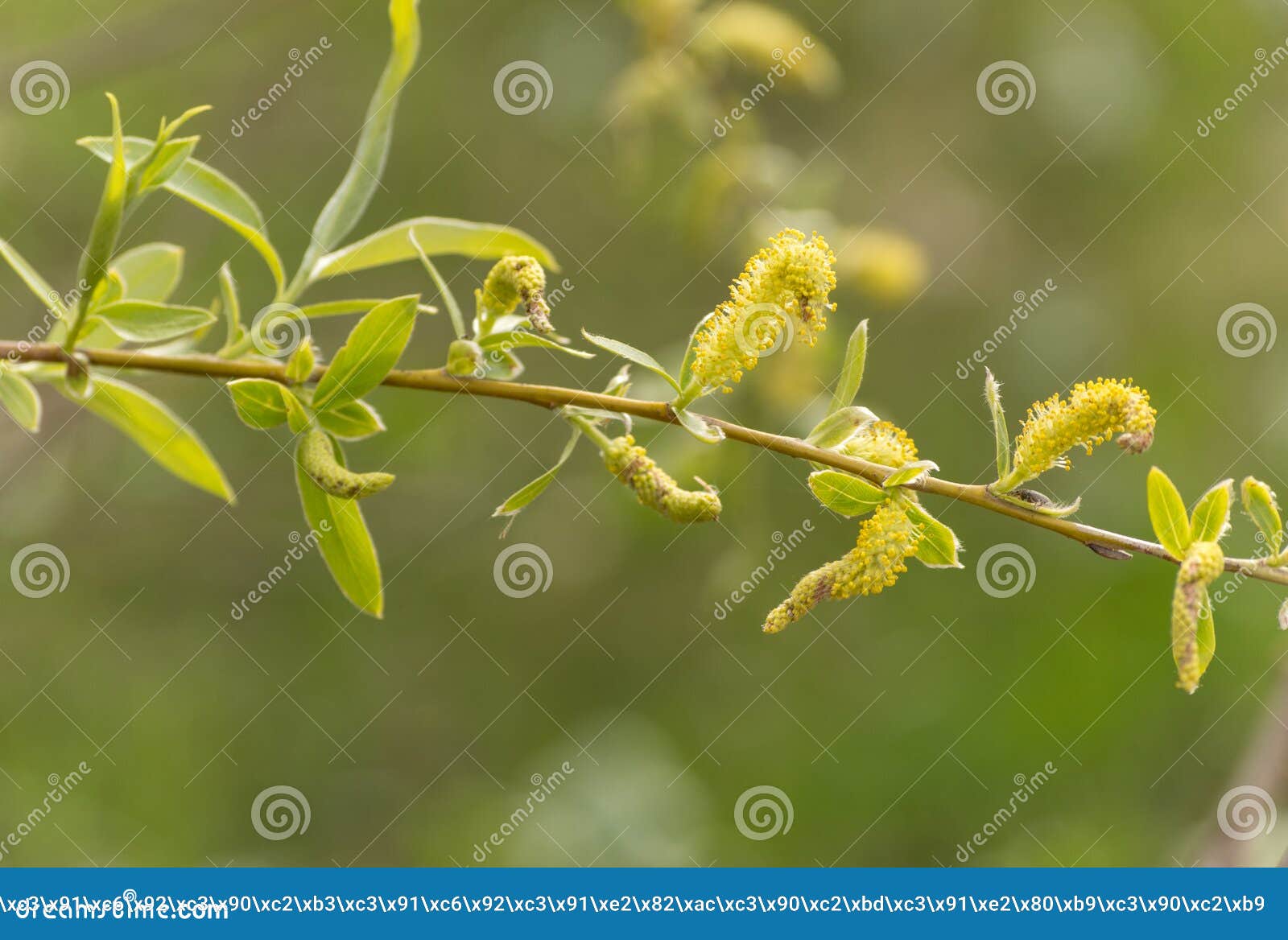 A Green Willow Branch Blooms on a Blurred Background Stock Image ...
