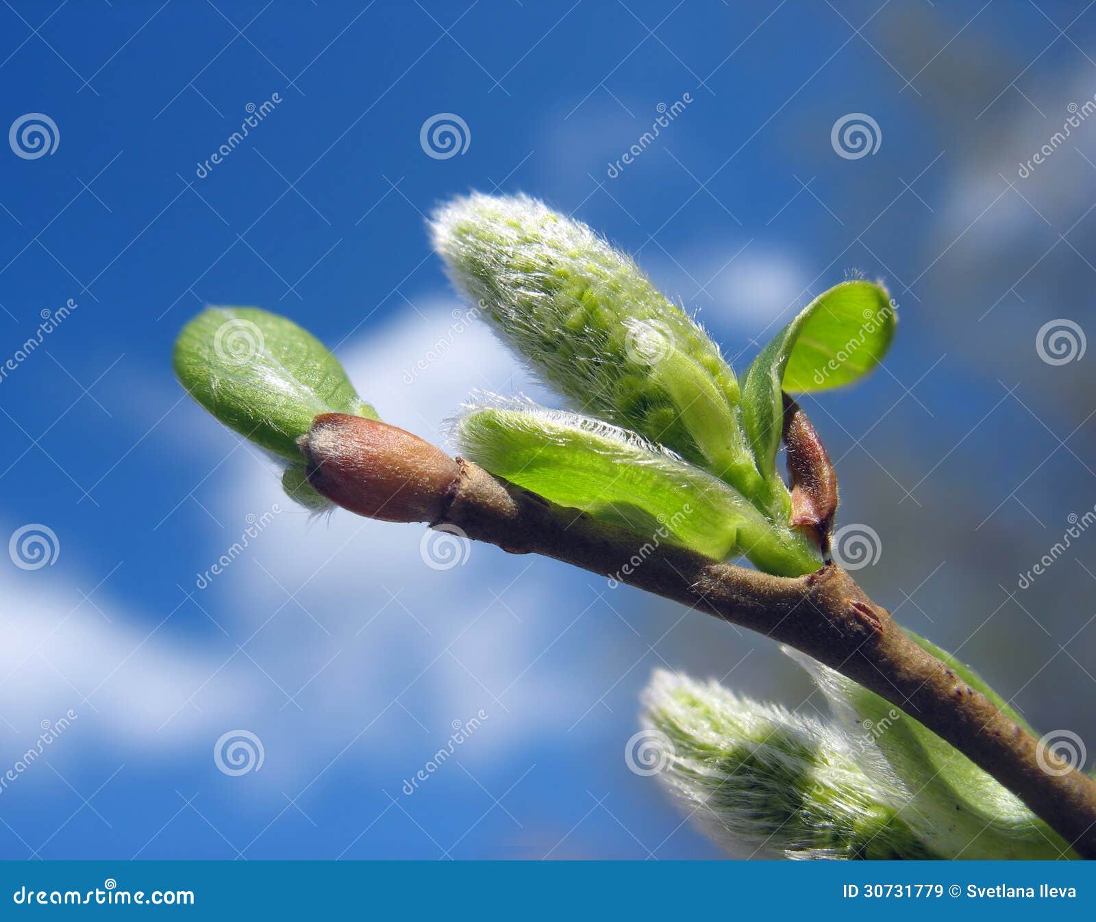 Green Willow Catkin Against Blue Sky Background Stock Image - Image of ...