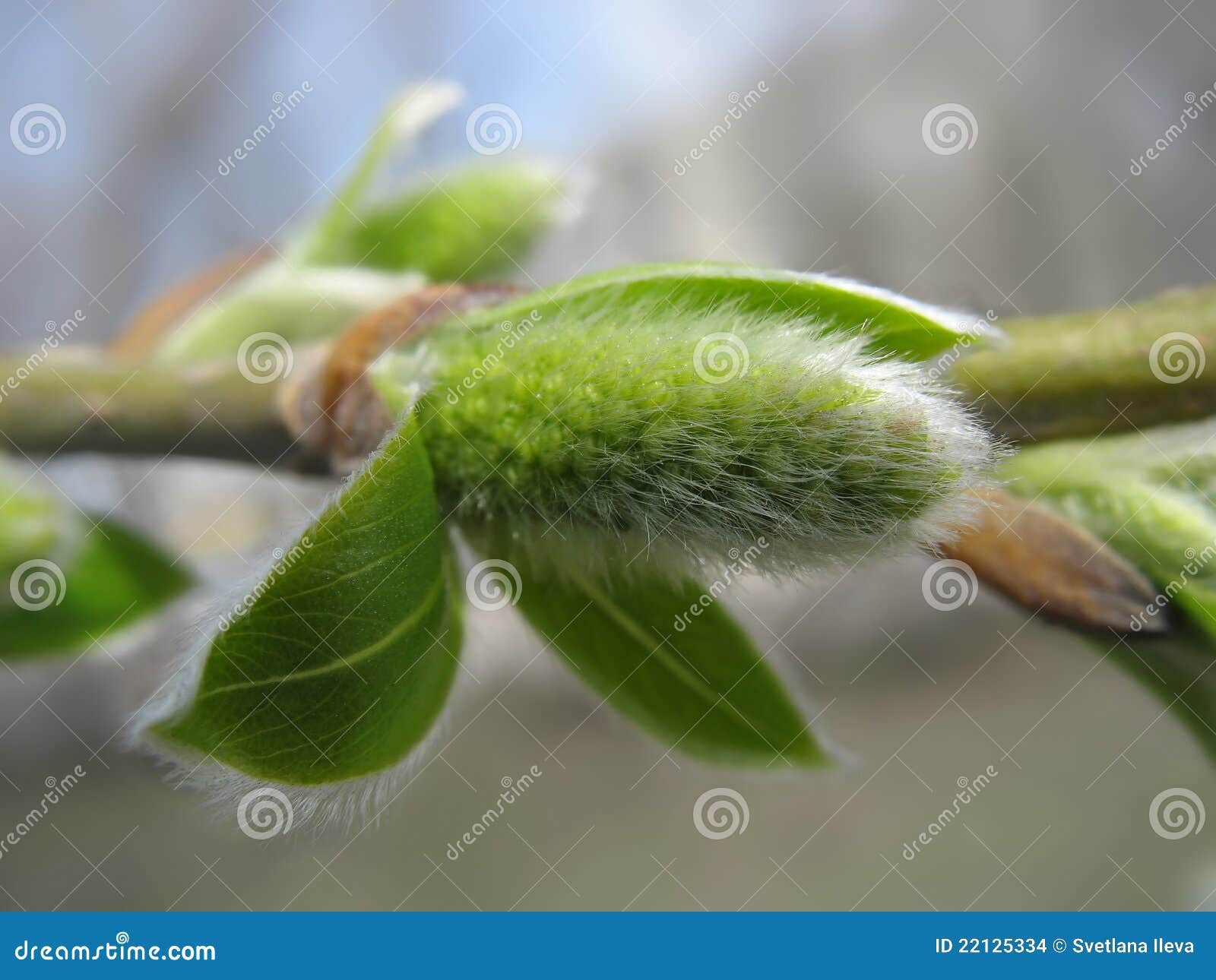Green Willow Catkin Close-up Stock Photo - Image of nature, flora: 22125334