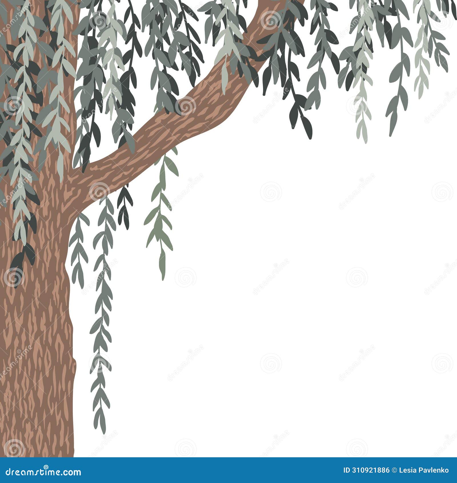 Green Willow Tree Branches Frame Isolated on White Background. Corner ...