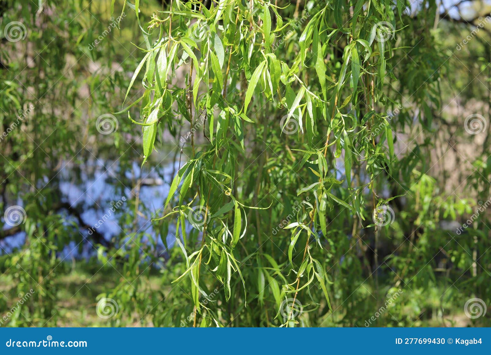 Green Willow Tree Branches with Sunlight and Shadows. Salix Babylonica ...
