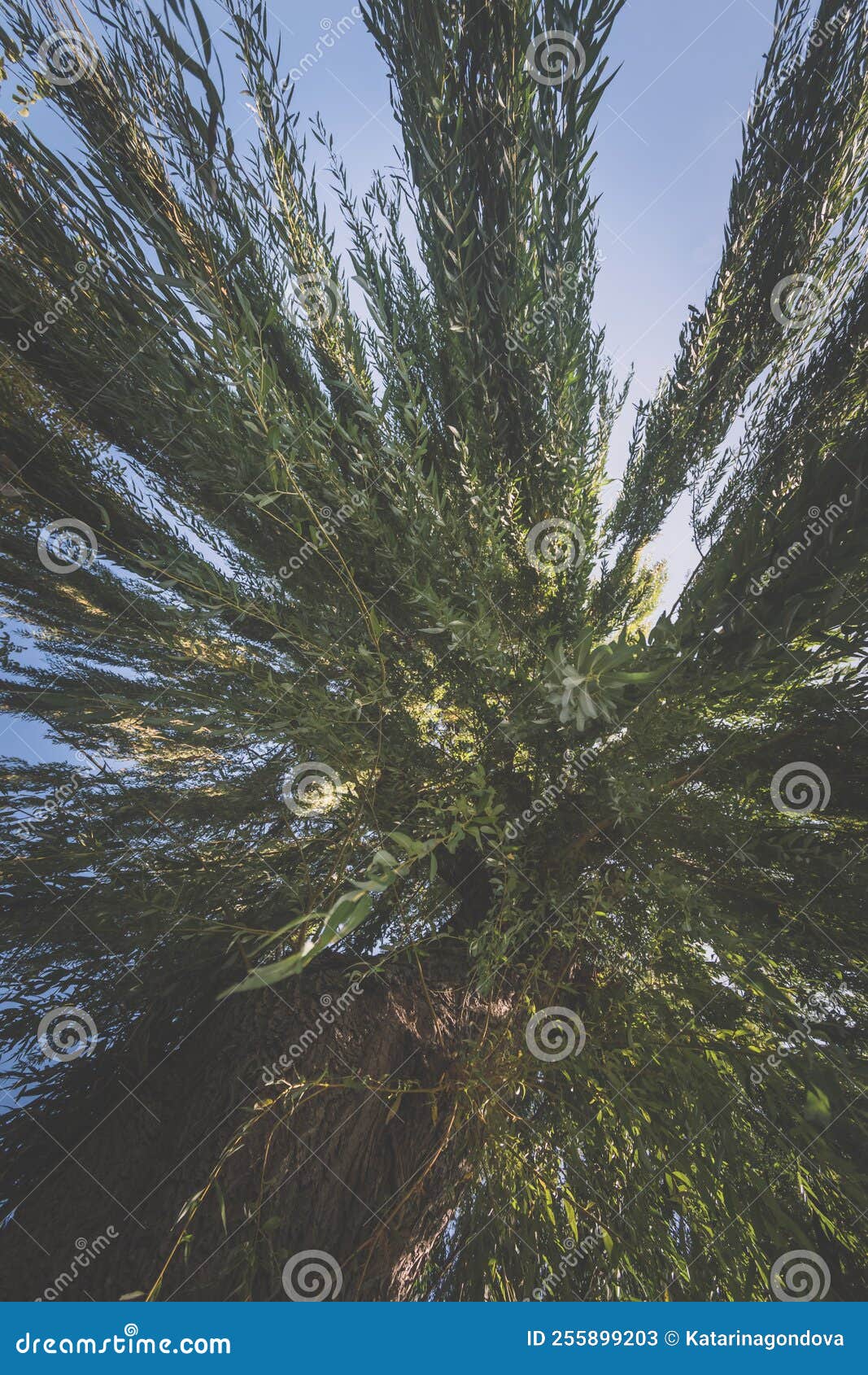 Green Willow Tree with Limbs and Blue Sky Stock Image - Image of green ...