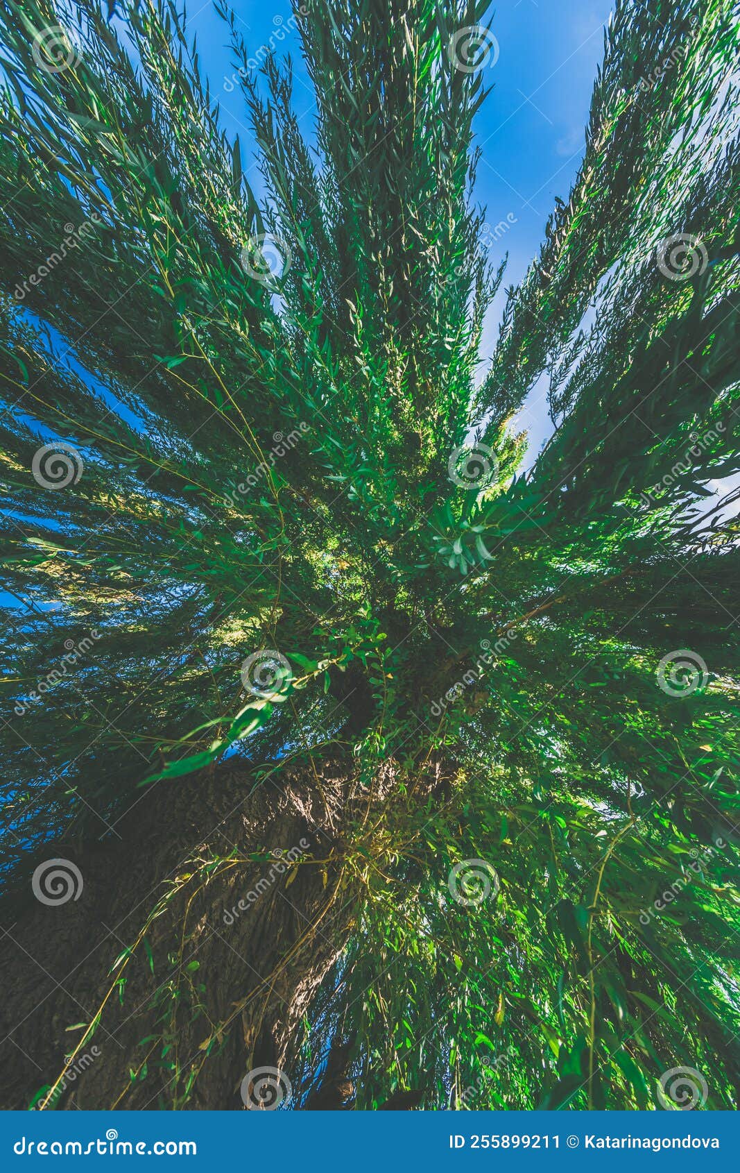 Green Willow Tree with Limbs and Blue Sky Stock Image - Image of forest ...