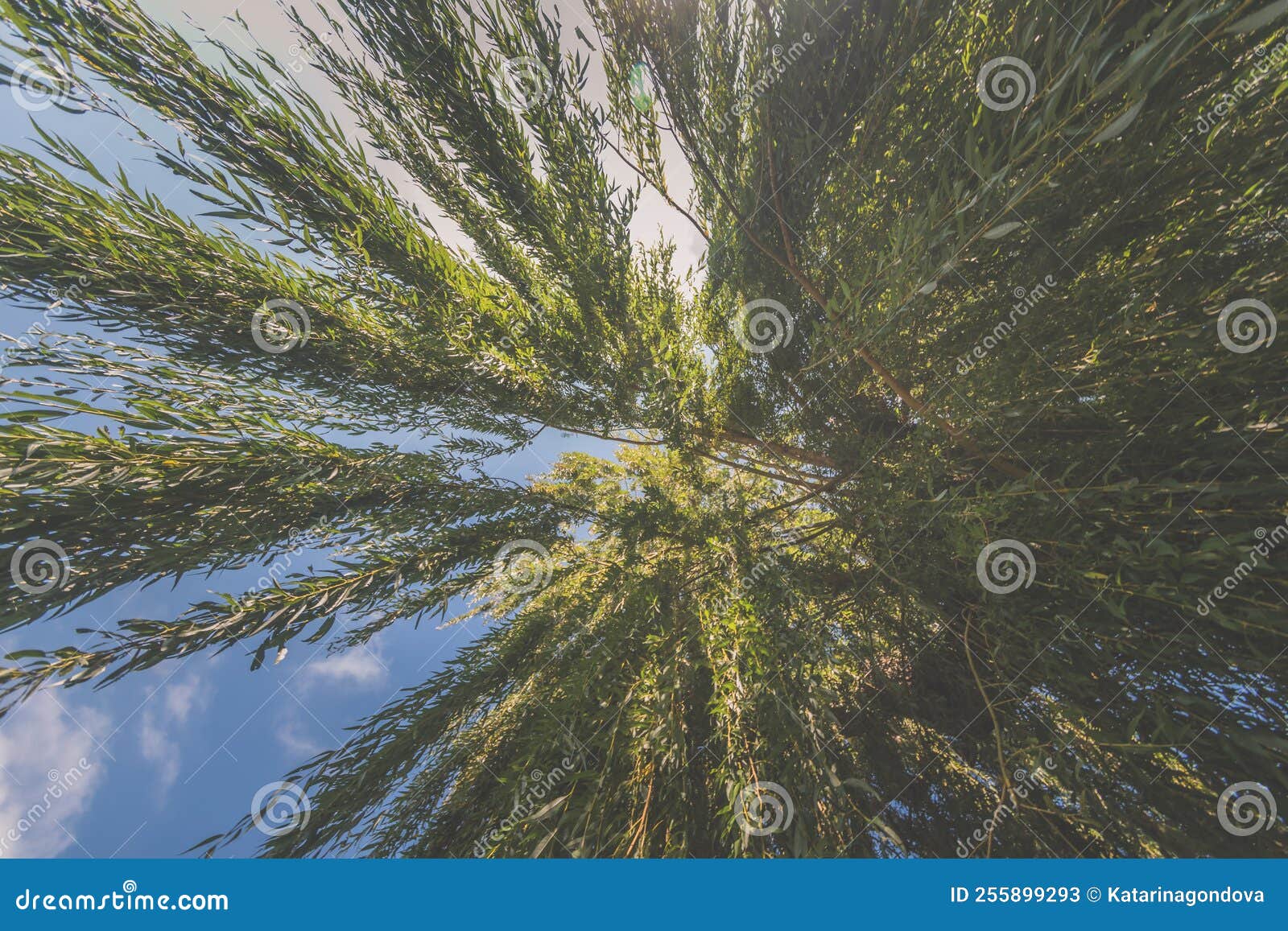 Green Willow Tree with Limbs and Blue Sky Stock Image - Image of ...