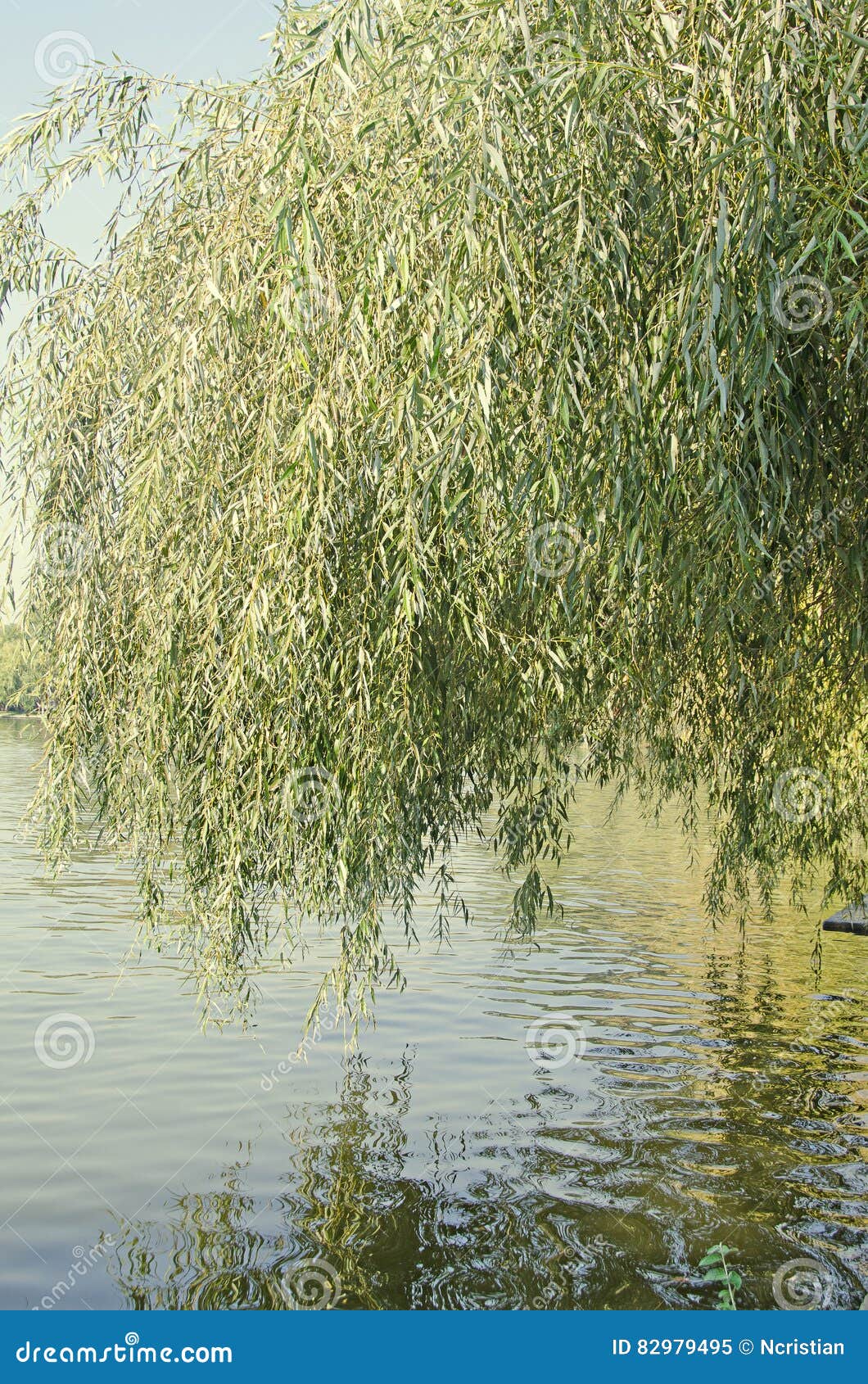 Green Willow Tree Near Water Lake, Close Up Stock Image - Image of park ...