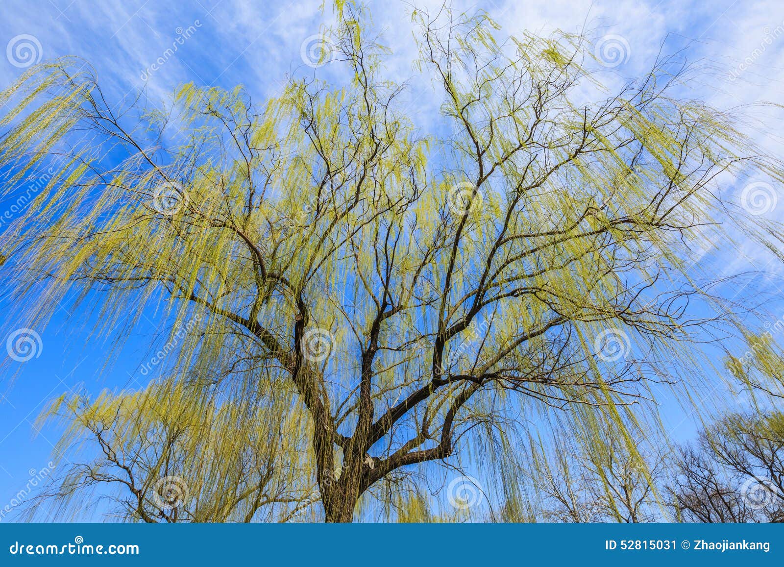 Green willows stock image. Image of spring, plants, beautiful - 52815031