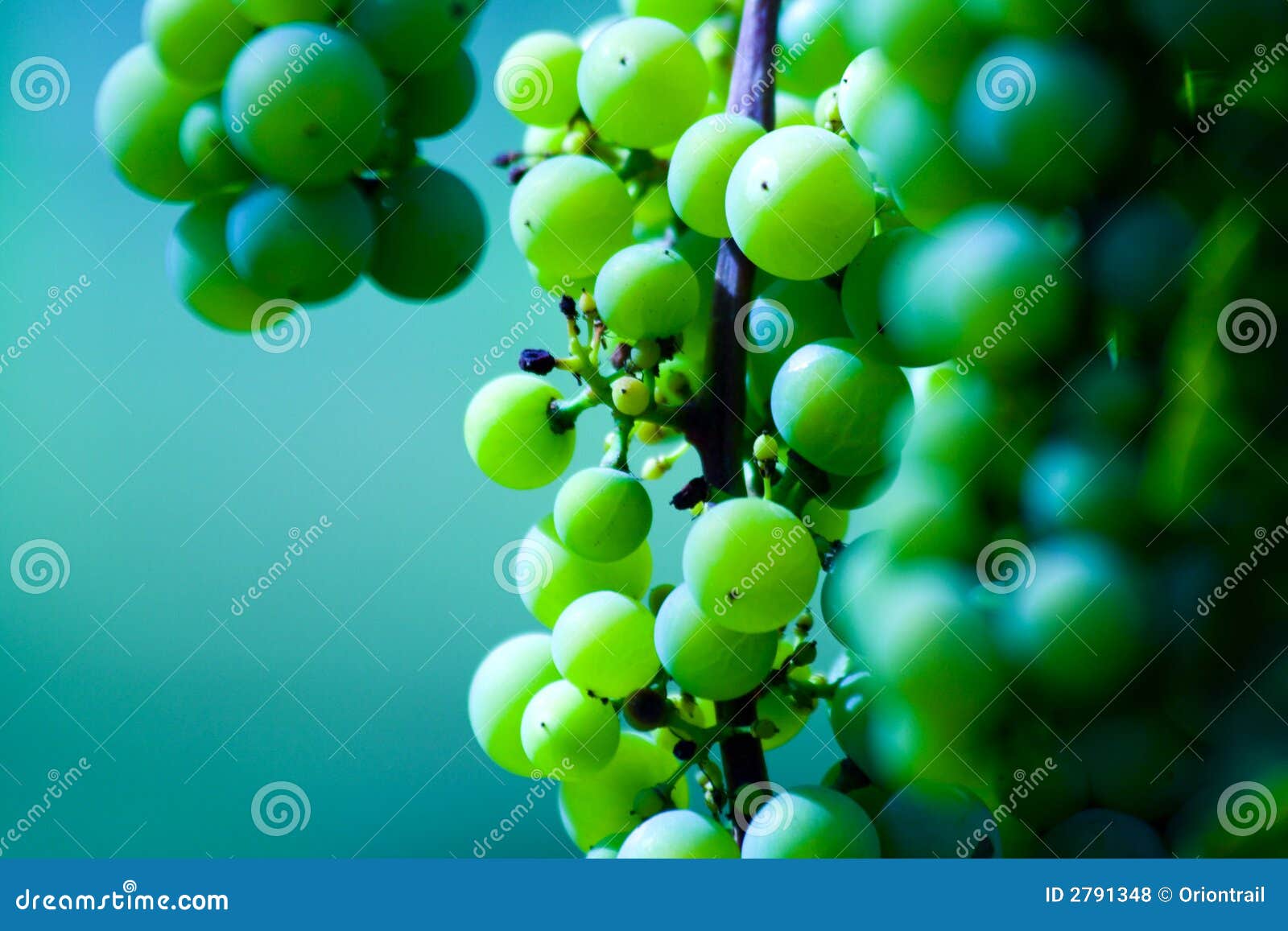 Green wine grape cluster stock photo. Image of colorful - 2791348 Green wine grape cluster stock photo. Image of colorful - 2791348