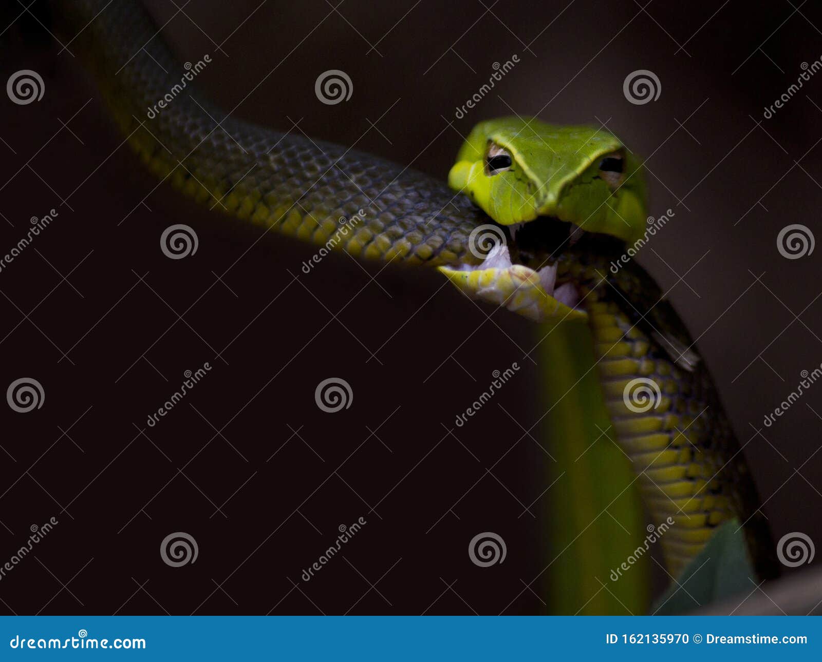 Green Wine Snake Eating Another Snake Stock Photo - Image of color ...