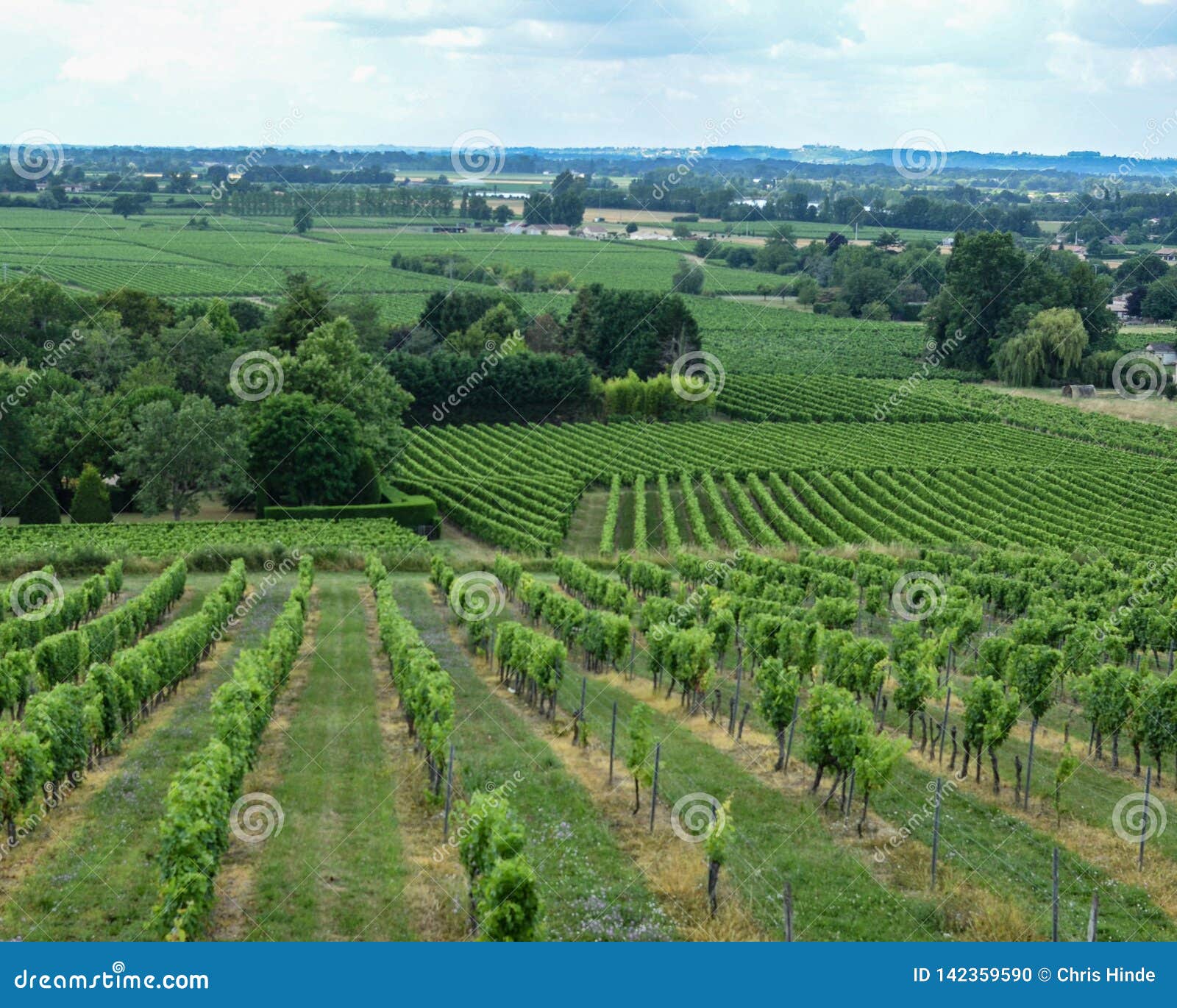Green winery view stock photo. Image of bunch, italy - 142359590