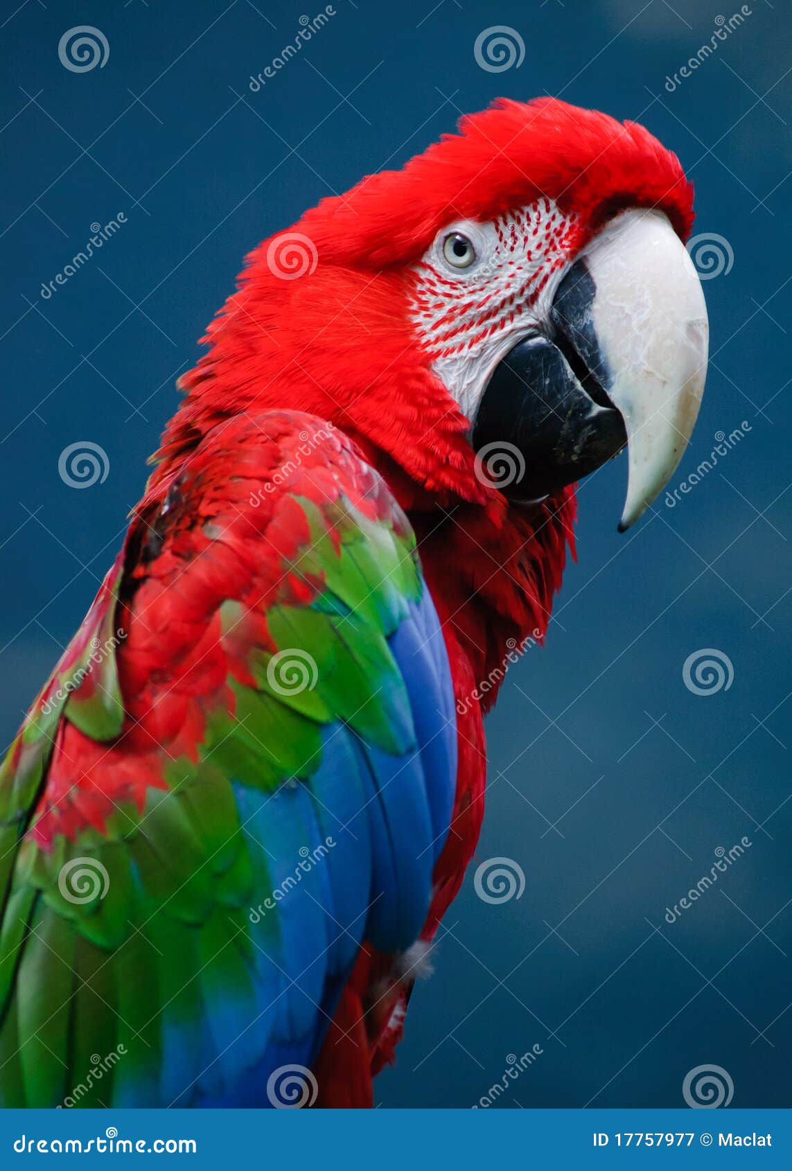 Green wing macaw stock image. Image of vivid, wildlife - 17757977