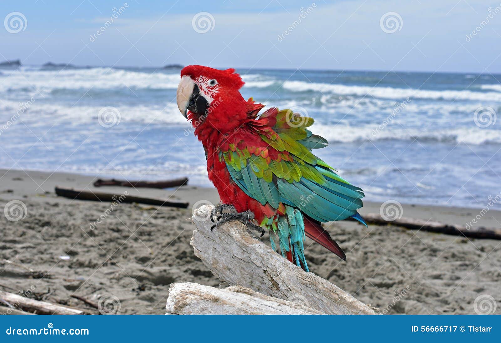 Green Wing Macaw at the Beach Stock Image - Image of perching, green ...