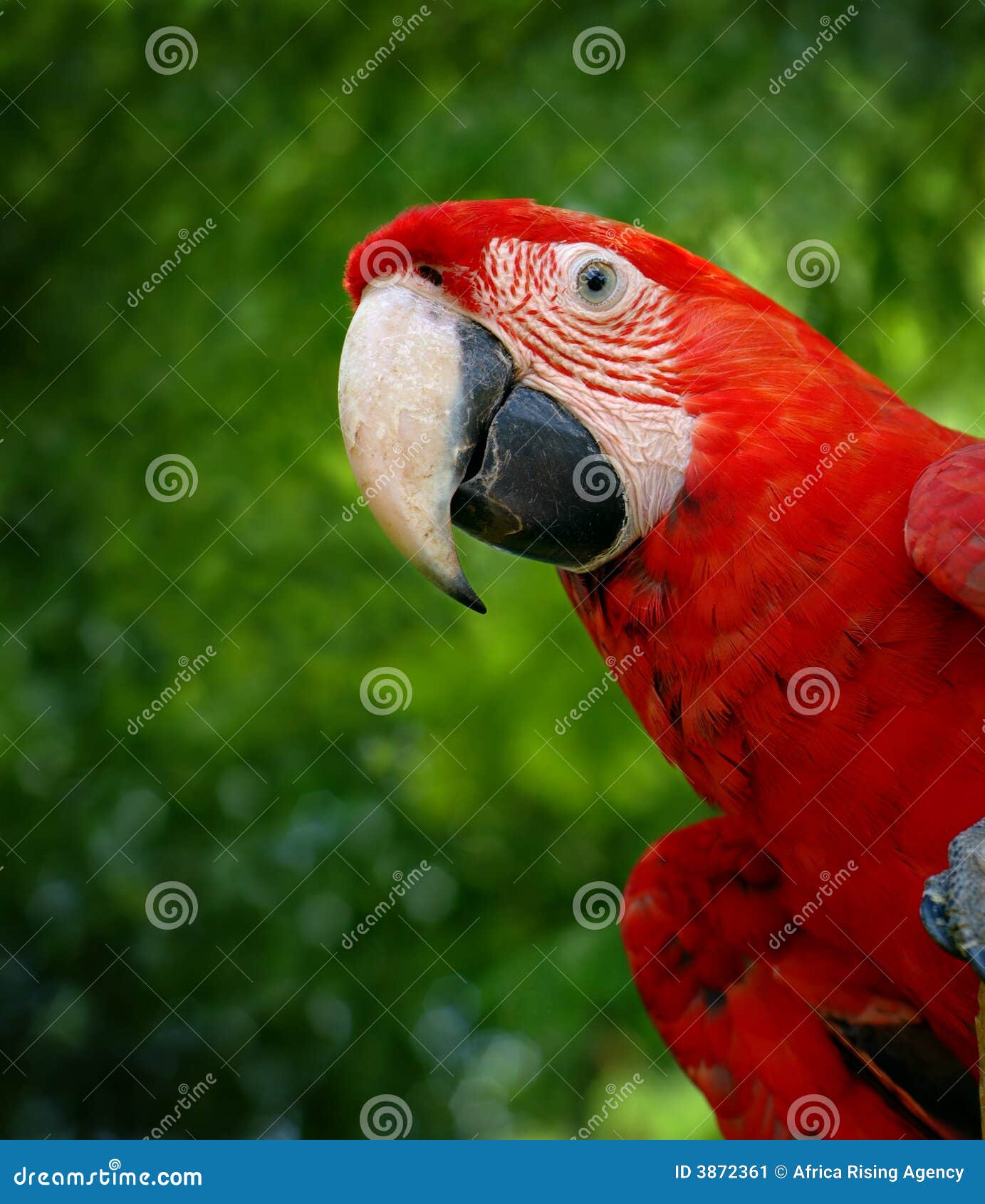 Green wing macaw parrot stock image. Image of feather - 3872361