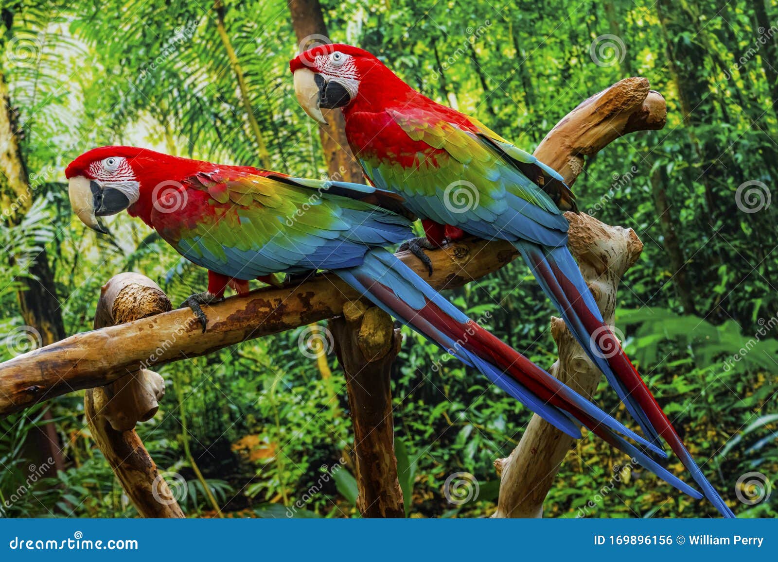 Green Wing Macaws fotografia stock. Immagine di colorato - 169896156