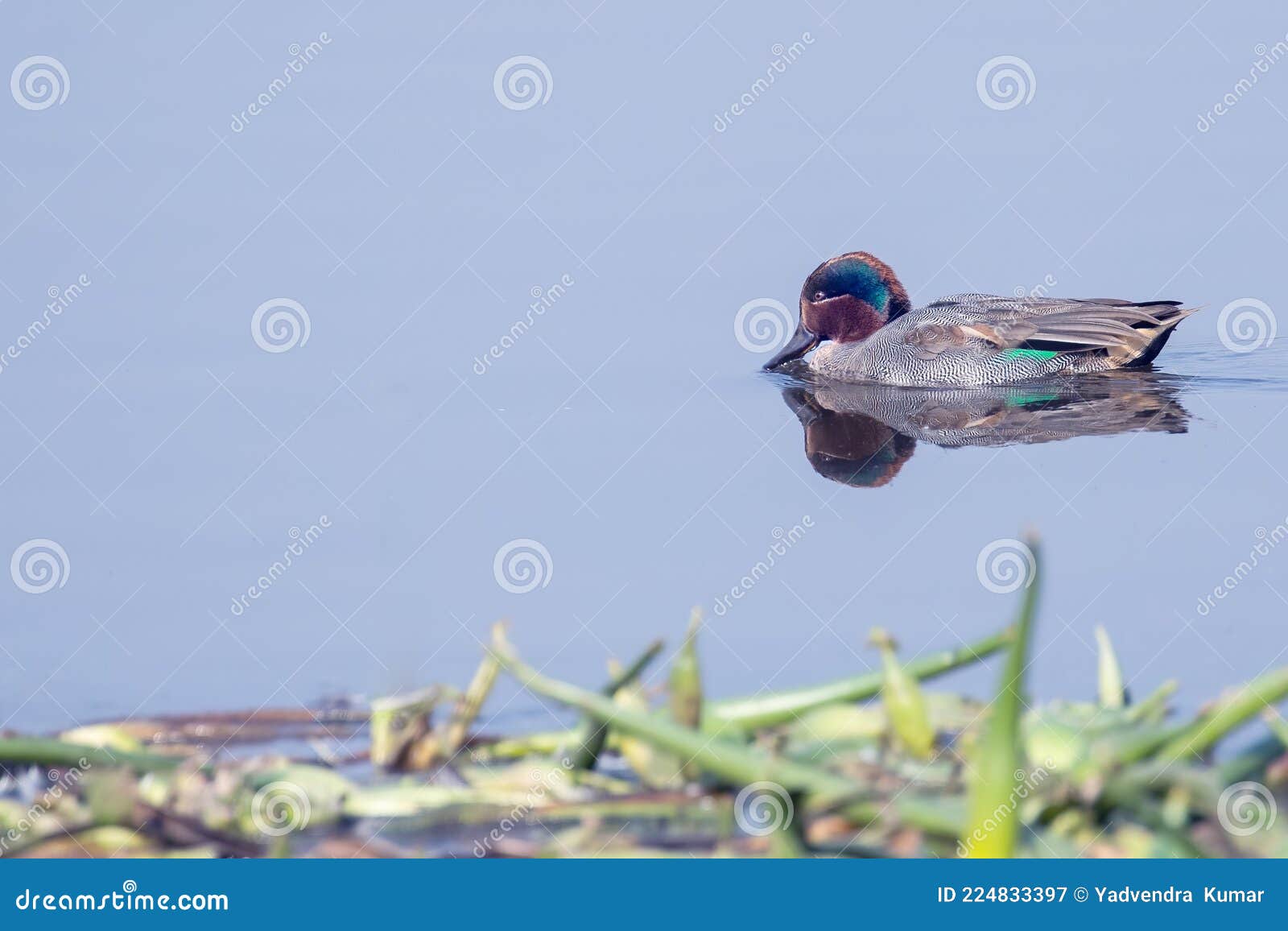 Green Wing Teal Duck in Lake Stock Image - Image of profile, nature ...