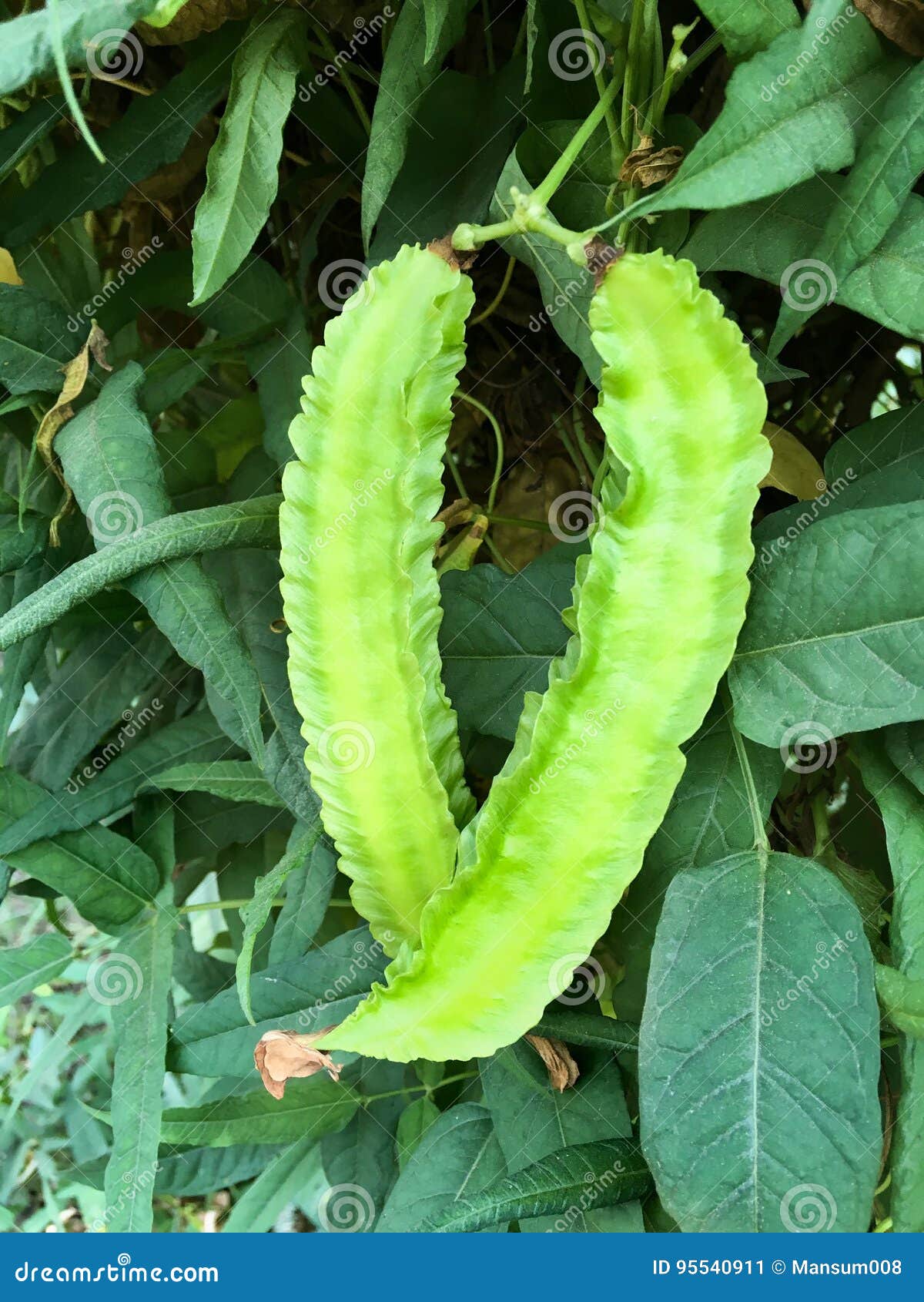 Green Winged Bean in Nature Garden Stock Image - Image of winged, bean ...