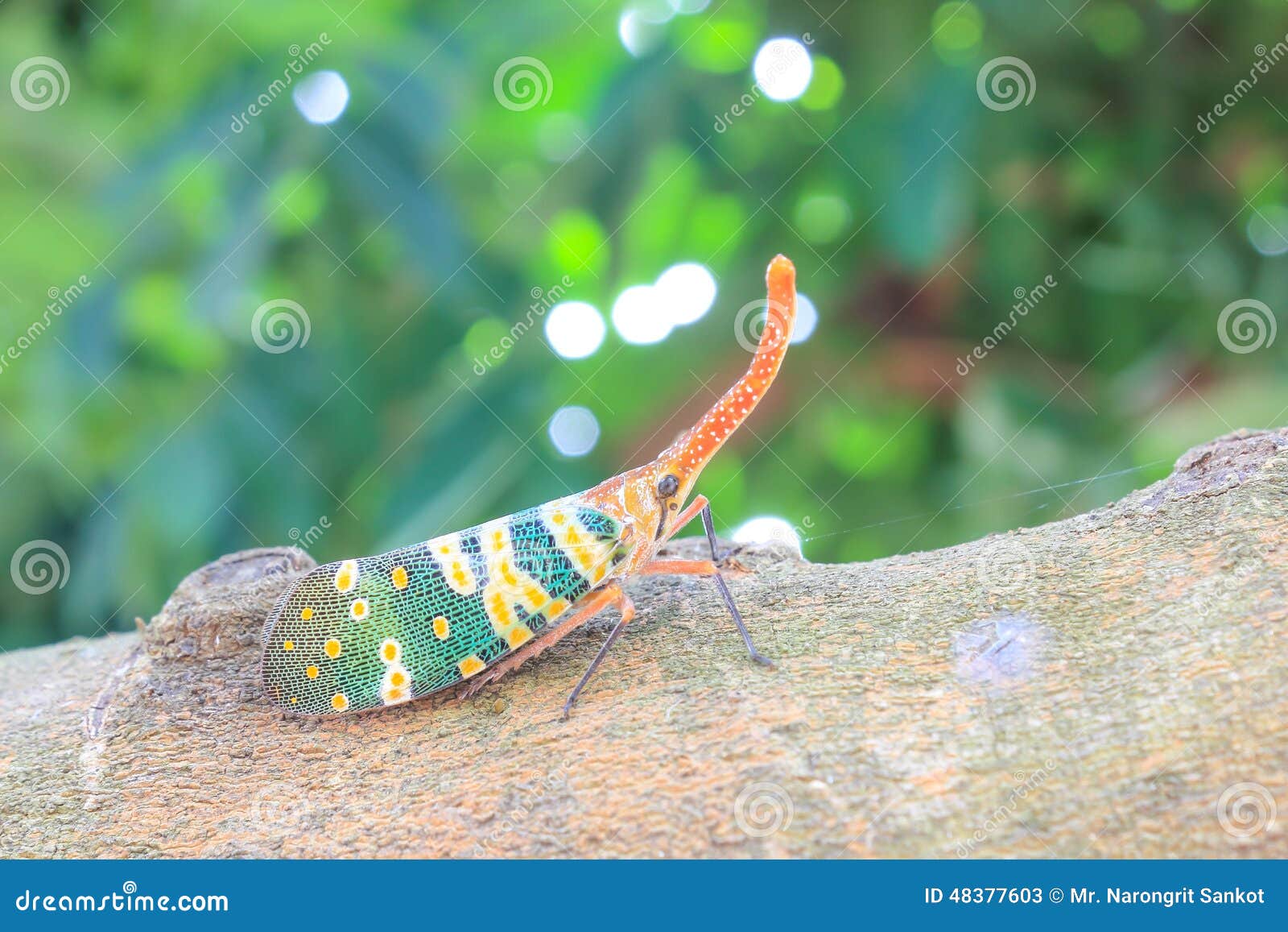 Green winged insects stock image. Image of autumn, beetle - 48377603