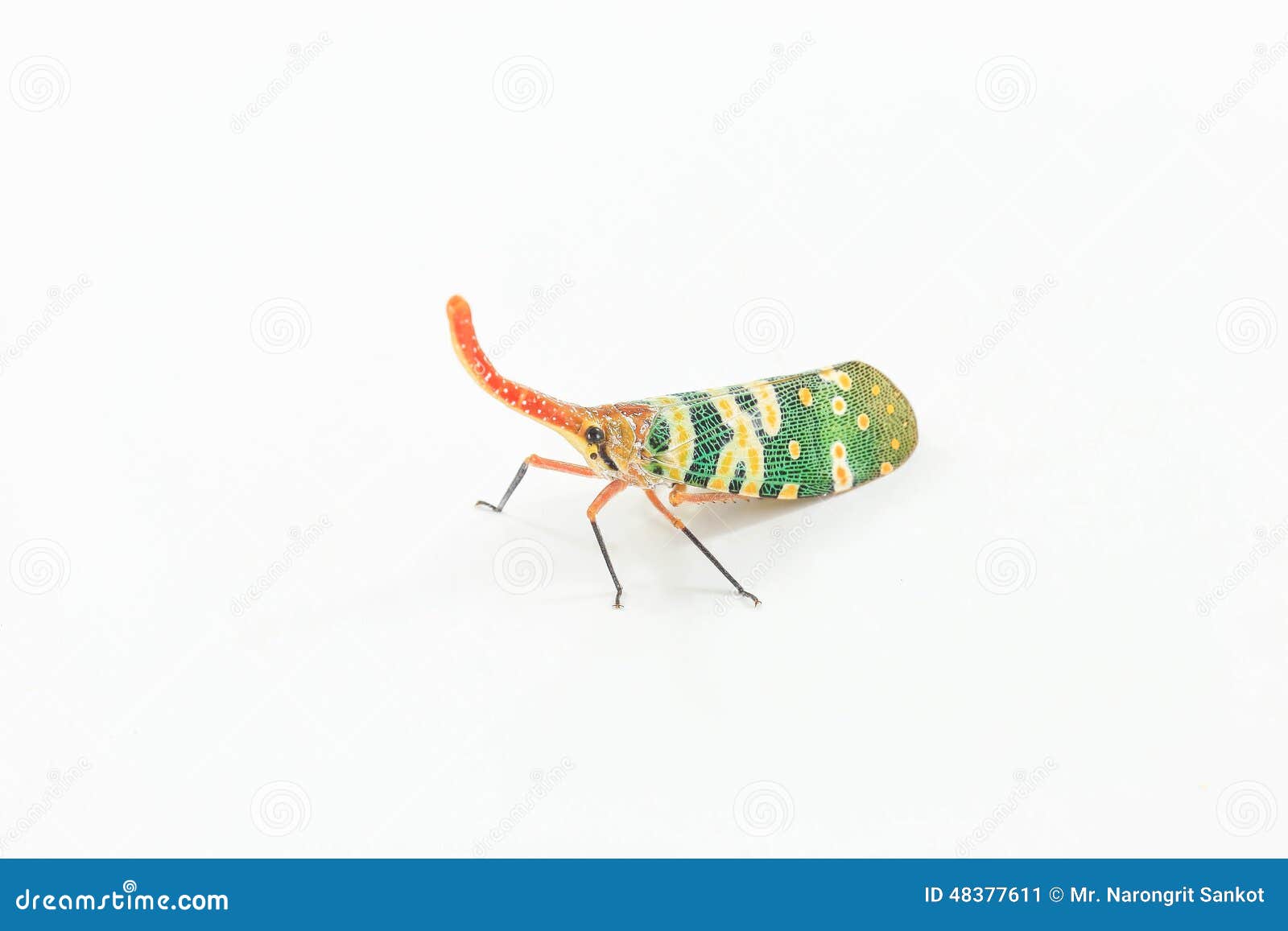Green winged insects stock image. Image of invertebrate - 48377611