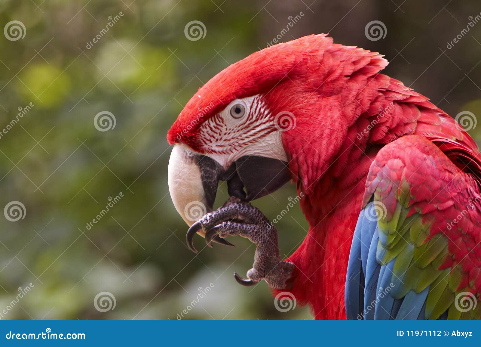 Green-winged macaw stock photo. Image of macaw, portrait - 11971112
