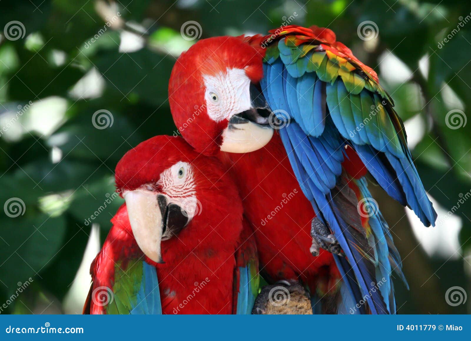 Green - Winged Macaw stock image. Image of animals, feathers - 4011779