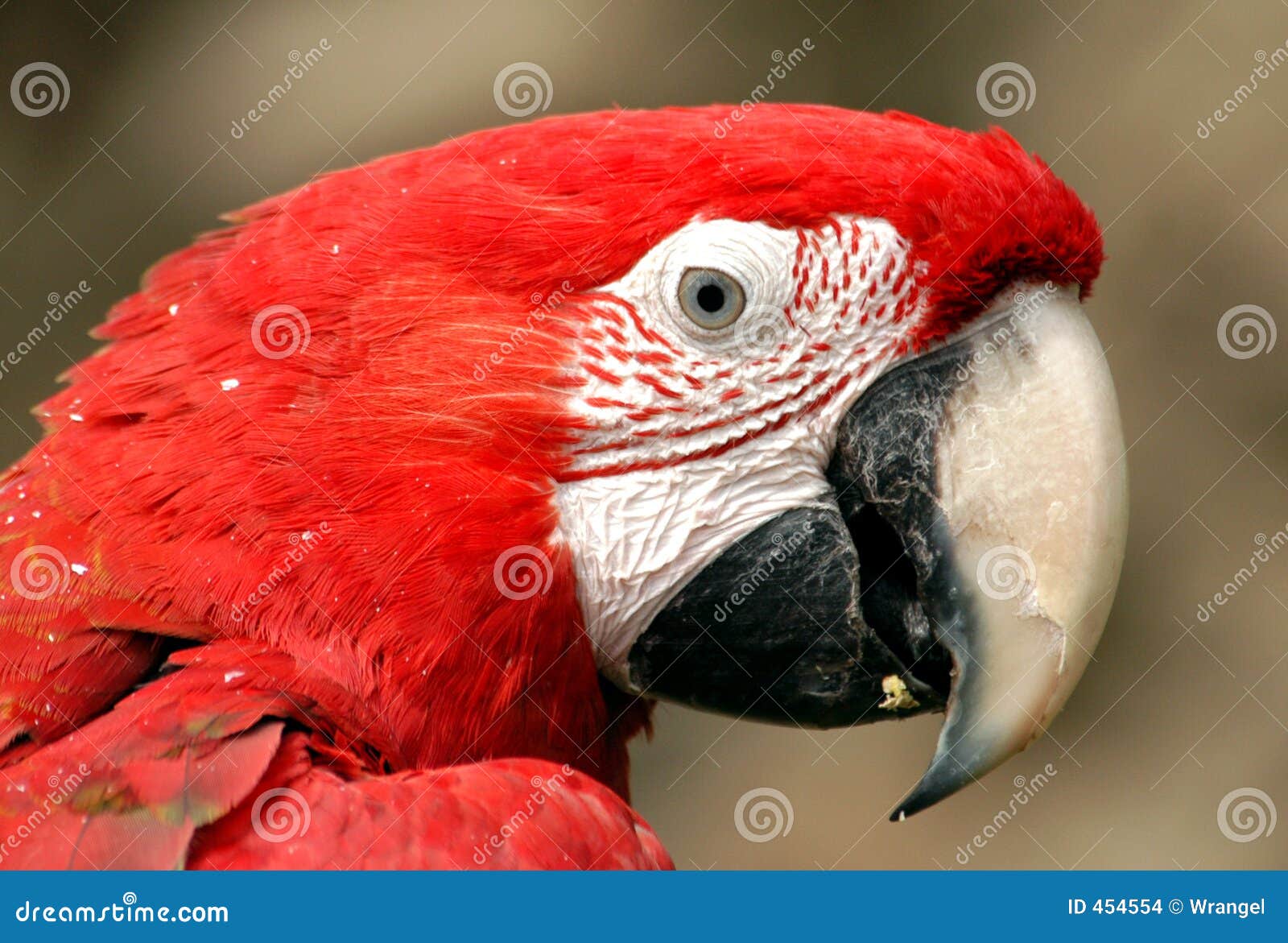 Green-Winged Macaw stock photo. Image of honduras, nicaragua - 454554