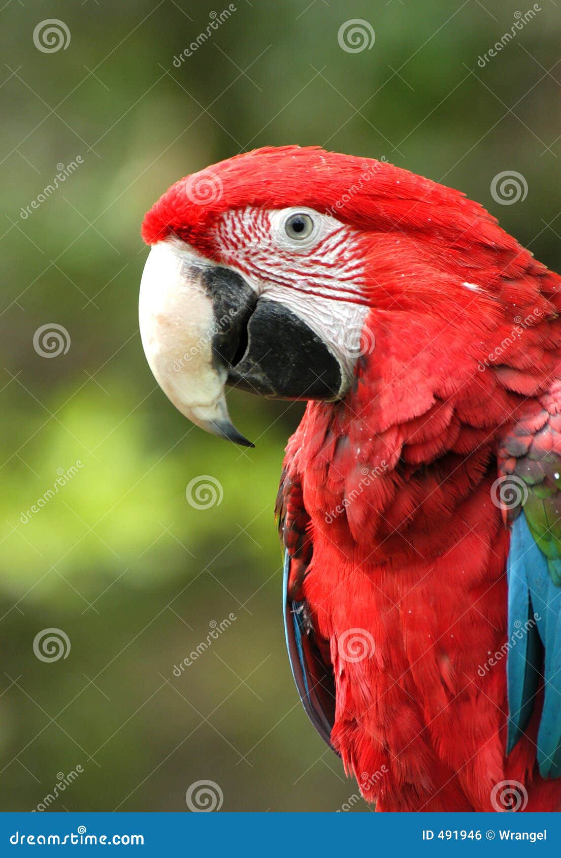 Green-Winged Macaw stock photo. Image of plumage, wildlife - 491946