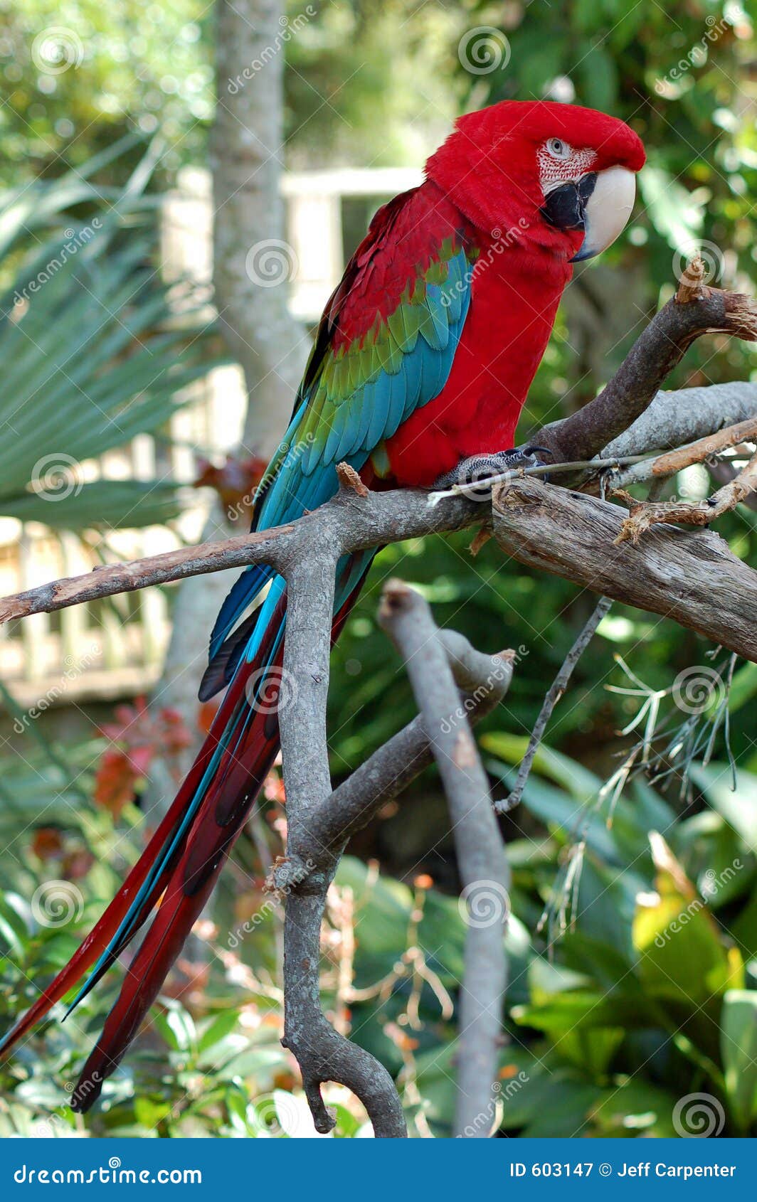 Green Winged Macaw stock image. Image of winged, blue, feathers - 603147