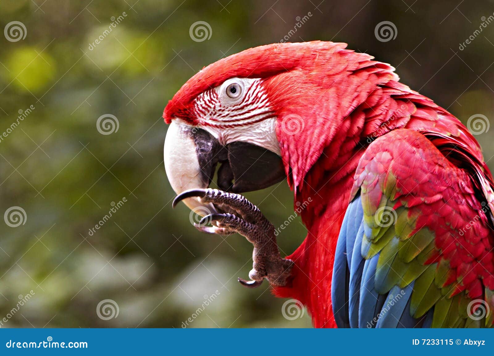Green-winged macaw stock image. Image of close, green - 7233115