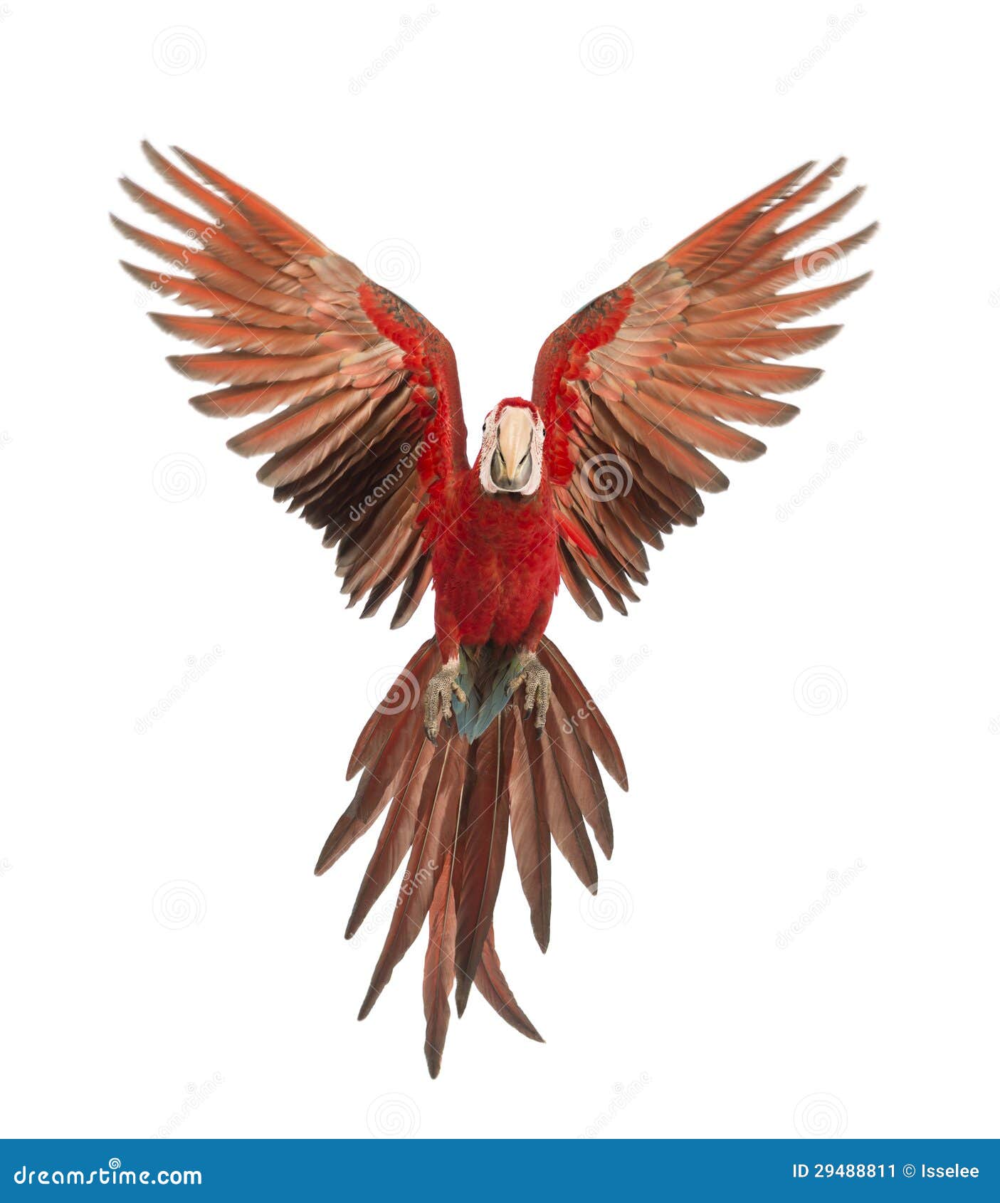 Green-winged Macaw, Ara Chloropterus, 1 Year Old, Flying Stock Image ... Green-winged Macaw, Ara Chloropterus, 1 Year Old, Flying Stock Image ...
