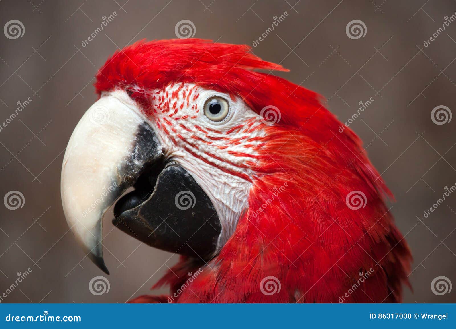 Green-winged Macaw Ara Chloropterus Stock Photo - Image of psittacidae ...