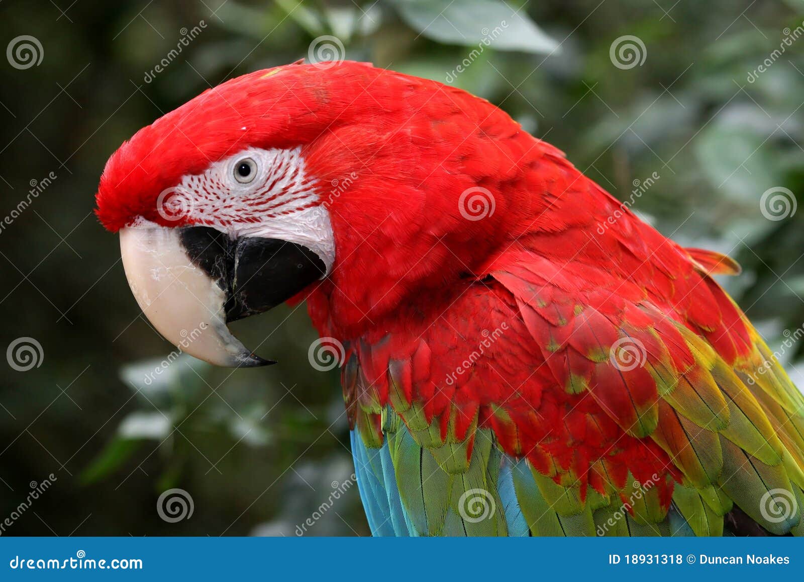 Green-Winged Macaw Parrot stock photo. Image of green - 18931318