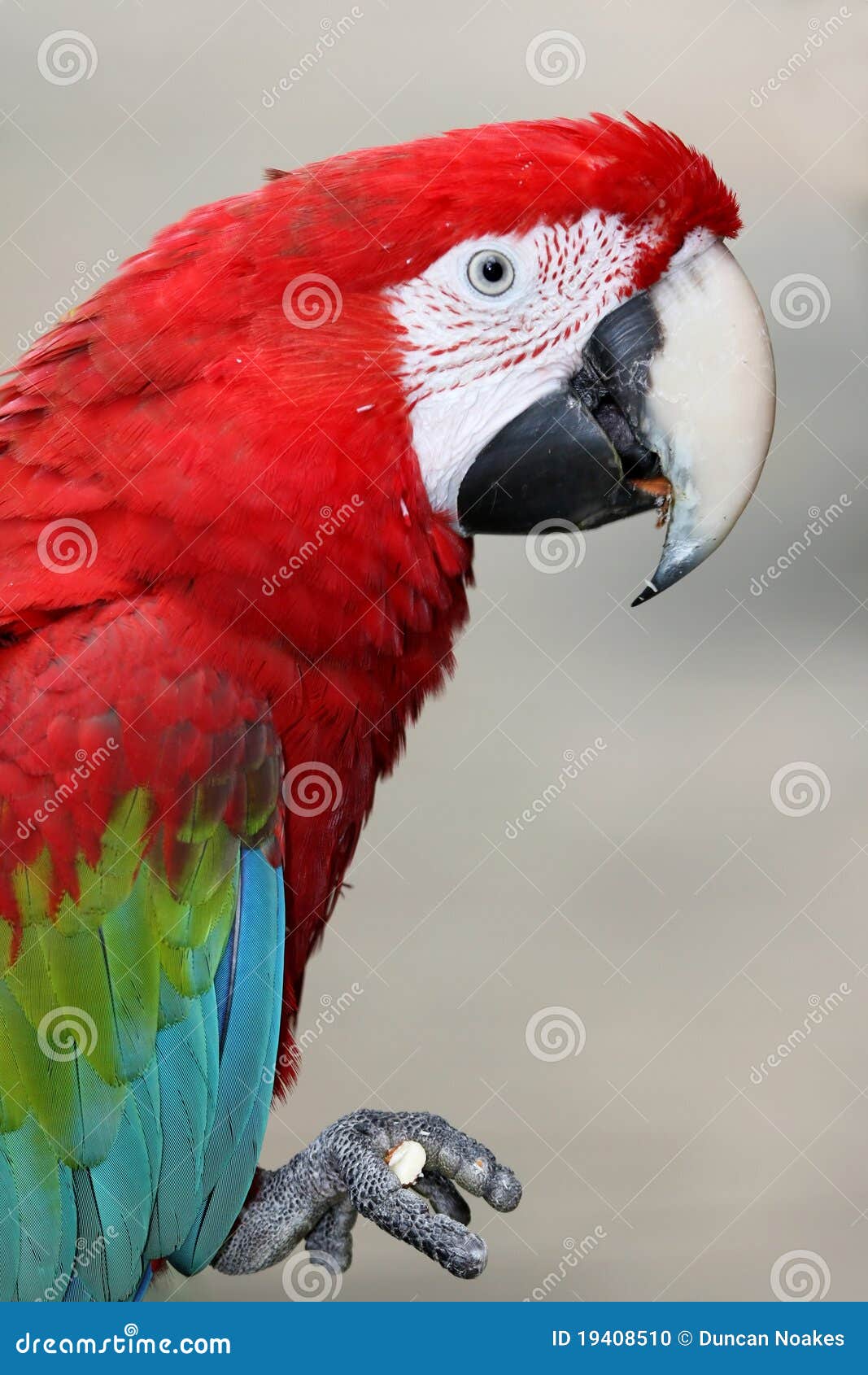 Green-Winged Macaw Parrot stock photo. Image of beak - 19408510