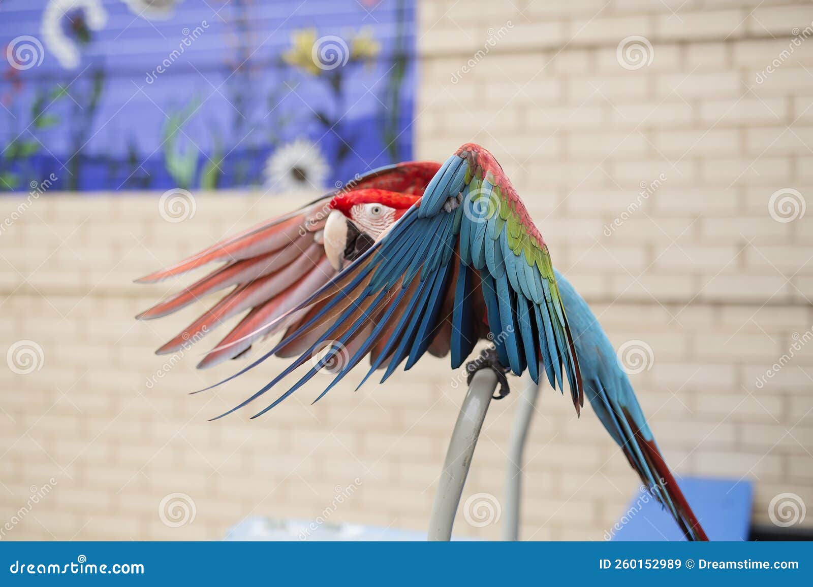 Green winged macaw stock image. Image of green, rainbow - 260152989