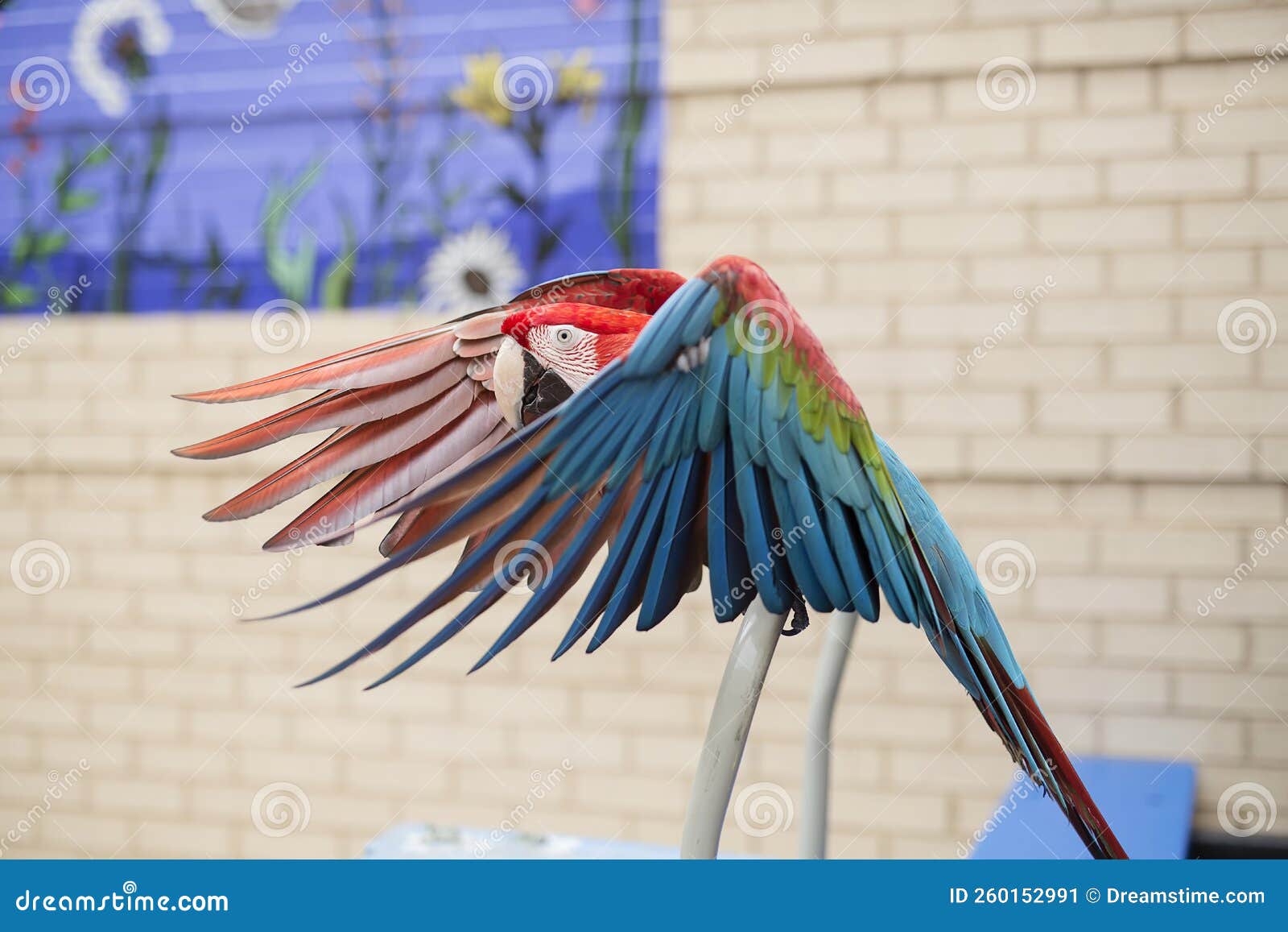 Green winged macaw stock image. Image of bird, rainbow - 260152991