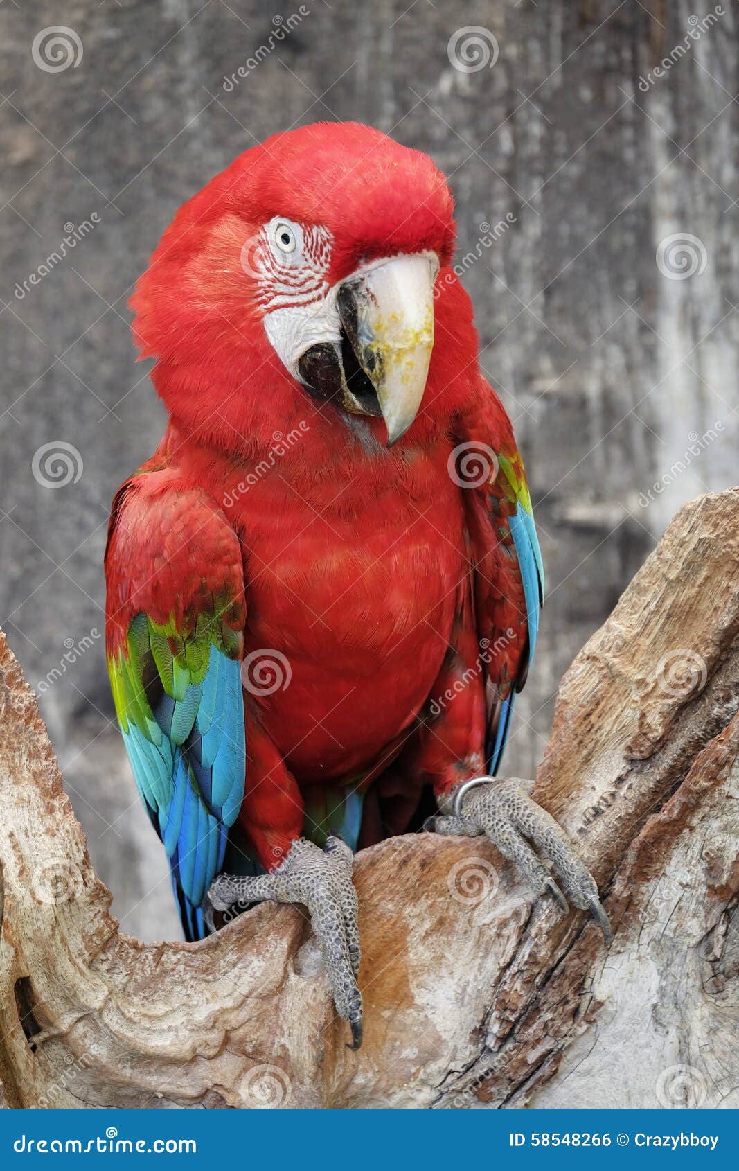 Green-winged Macaw Standing on the Wood Stock Photo - Image of beak ...