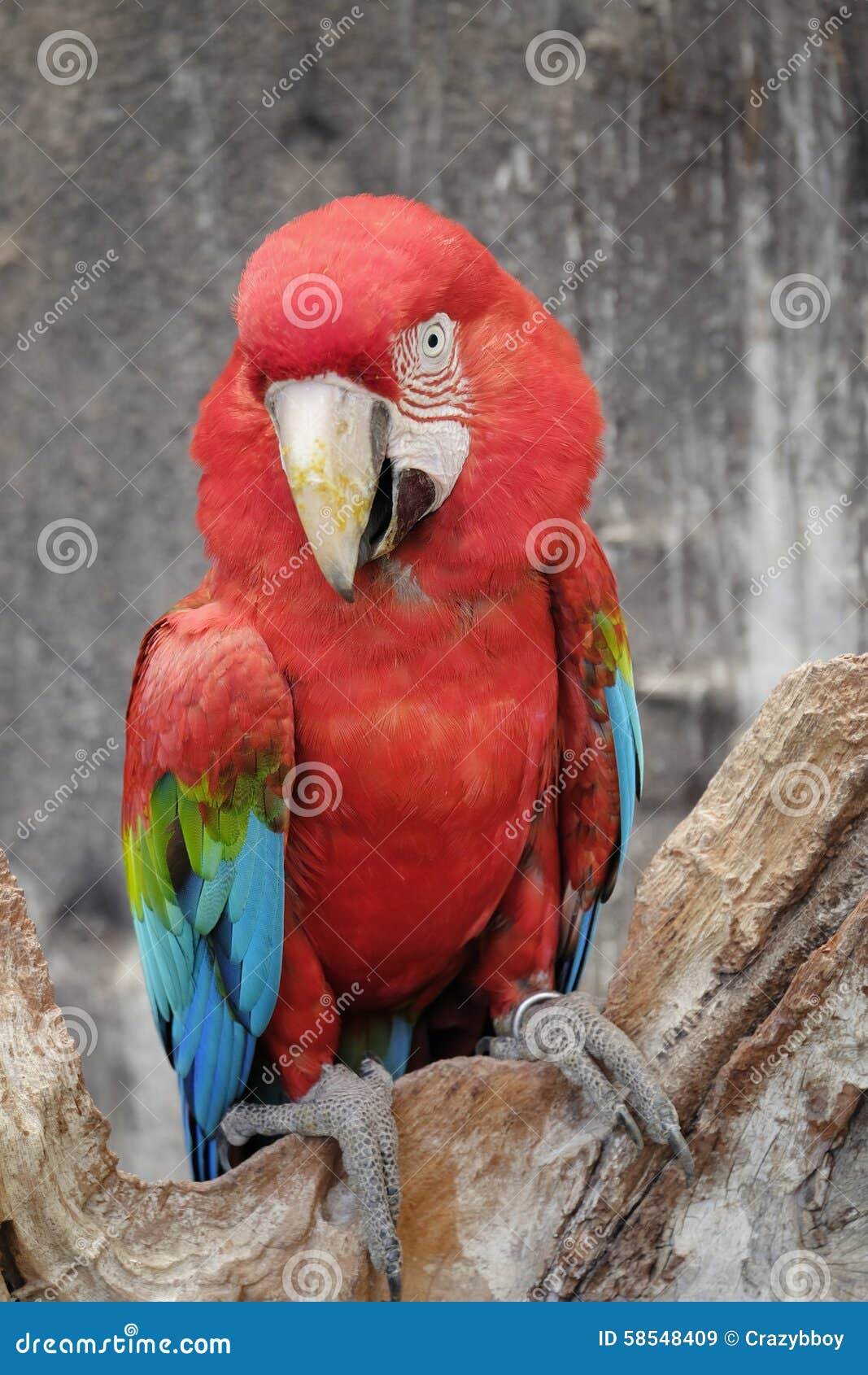 Green-winged Macaw Standing on the Wood Stock Image - Image of adorable ...