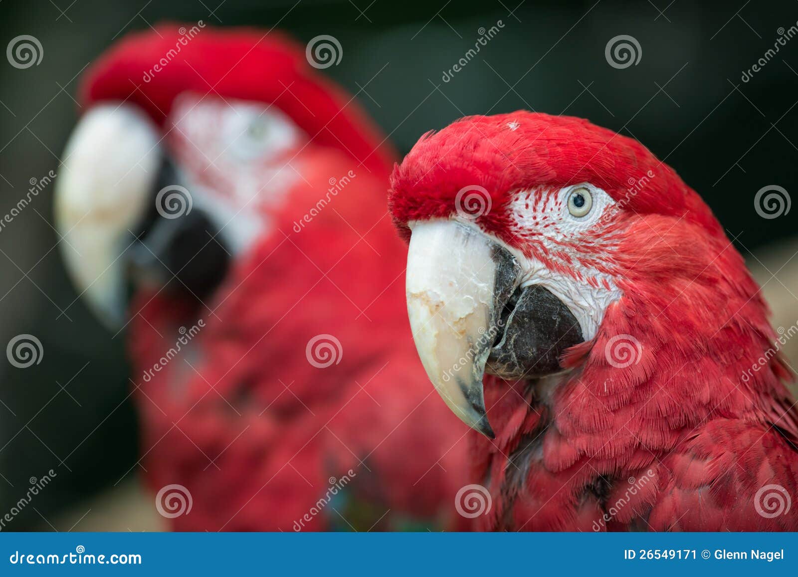 Green-winged macaws stock image. Image of selective, pair - 26549171