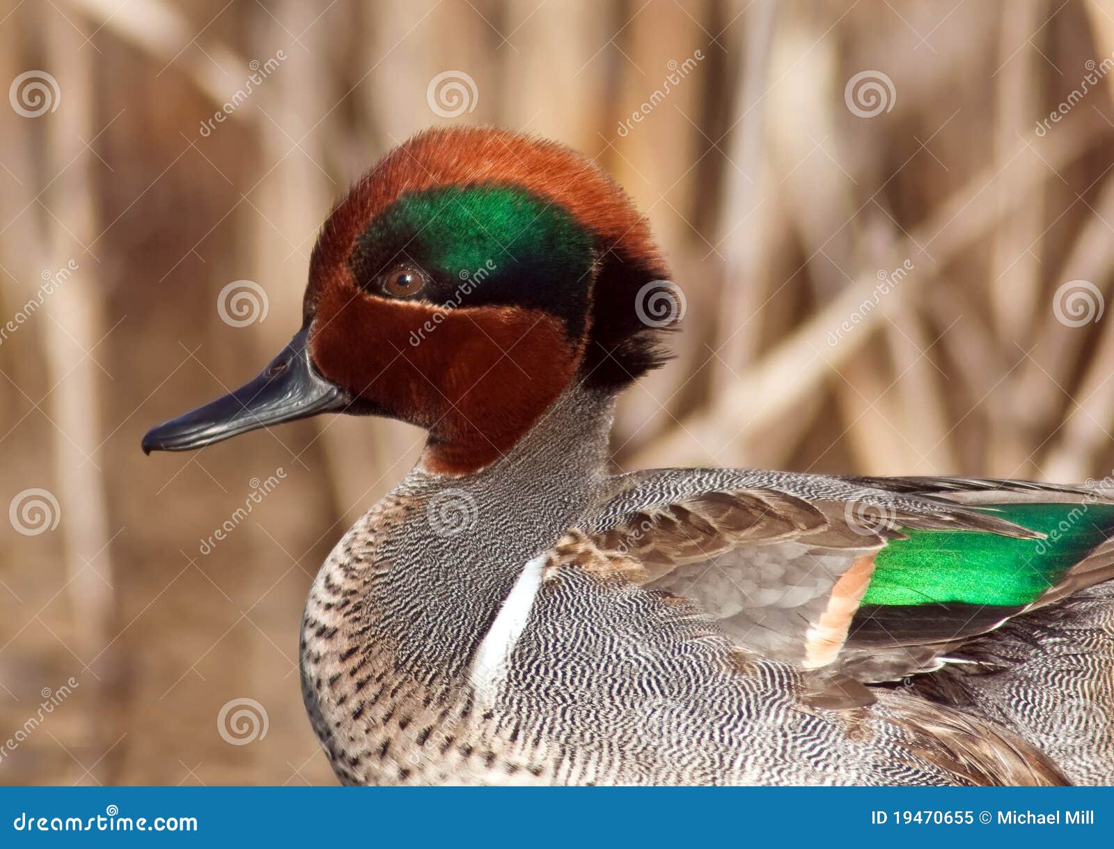Green Winged Teal Wing Head