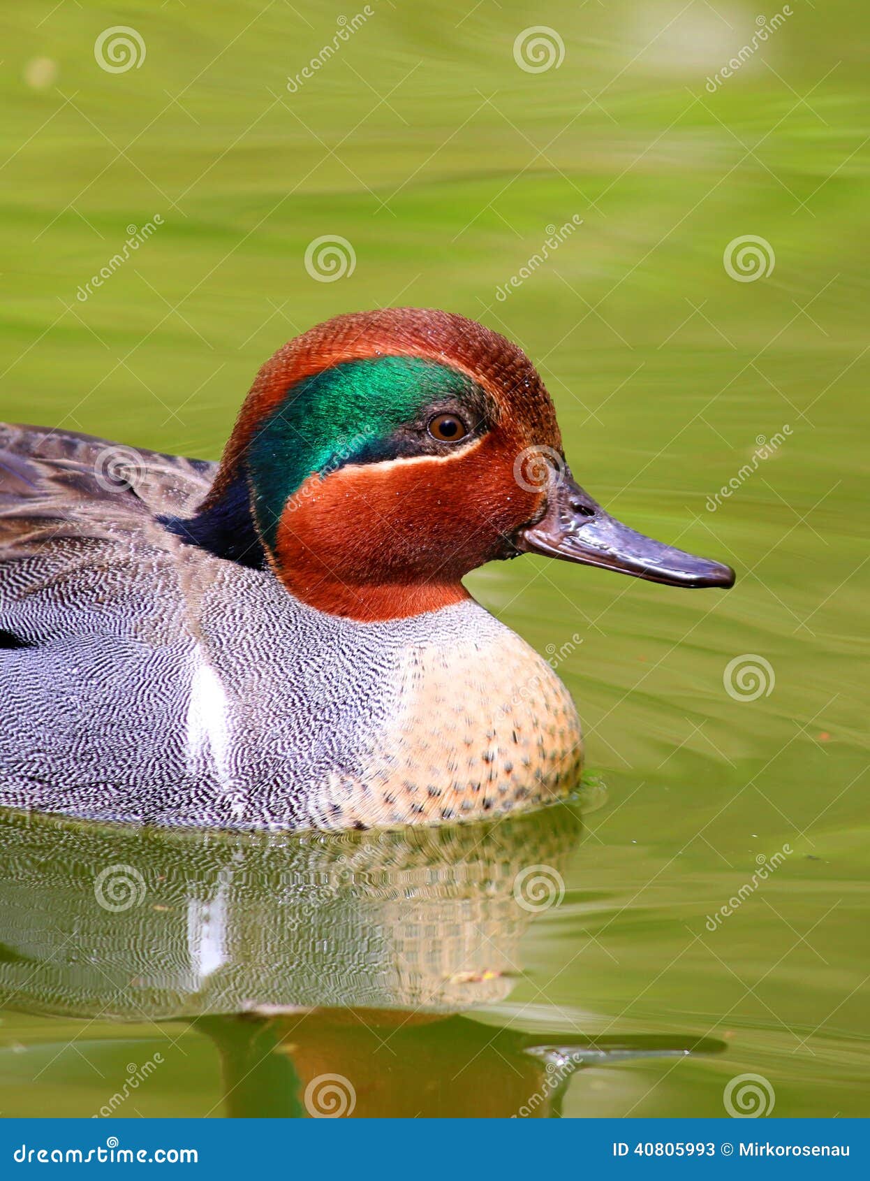 Green-Winged Teal Duck Swimming Stock Image - Image of details, bird ...