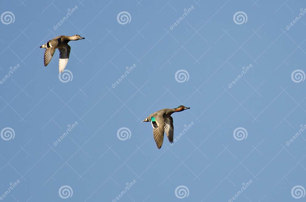 Green-Winged Teal Flying in a Blue Sky Stock Image - Image of teal ...