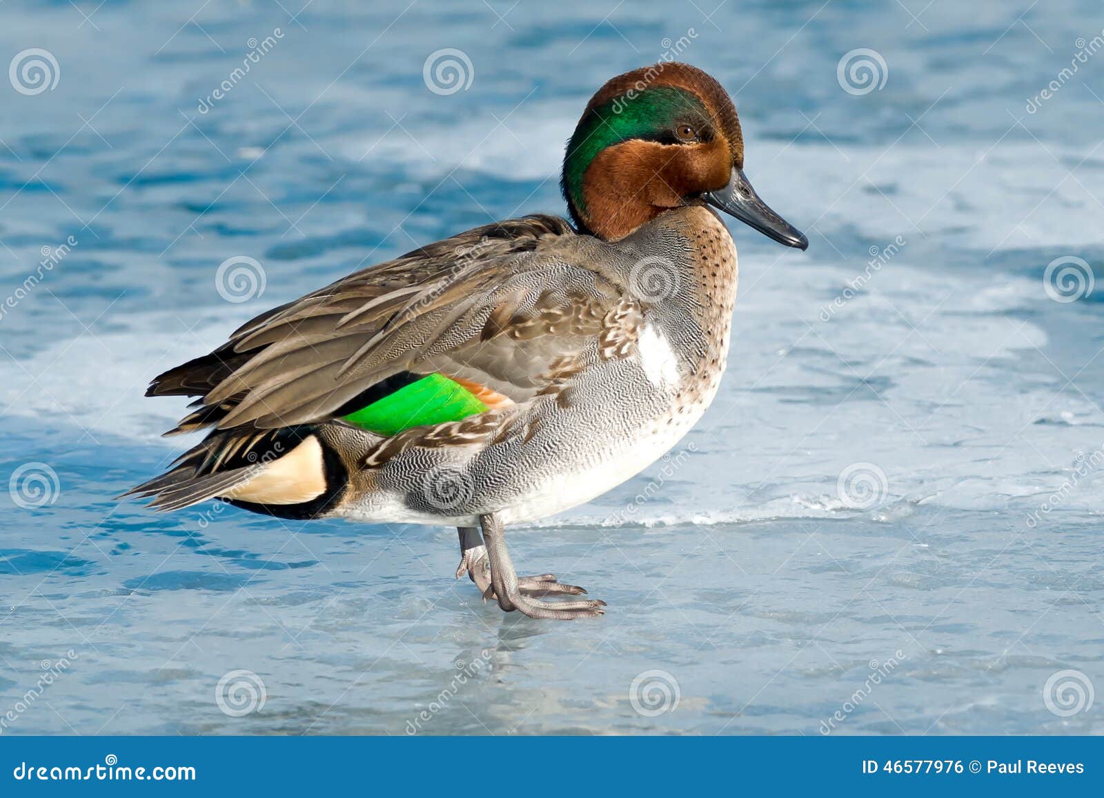 Green-winged Teal - Anas Carolinensis Stock Photo - Image of wild ...