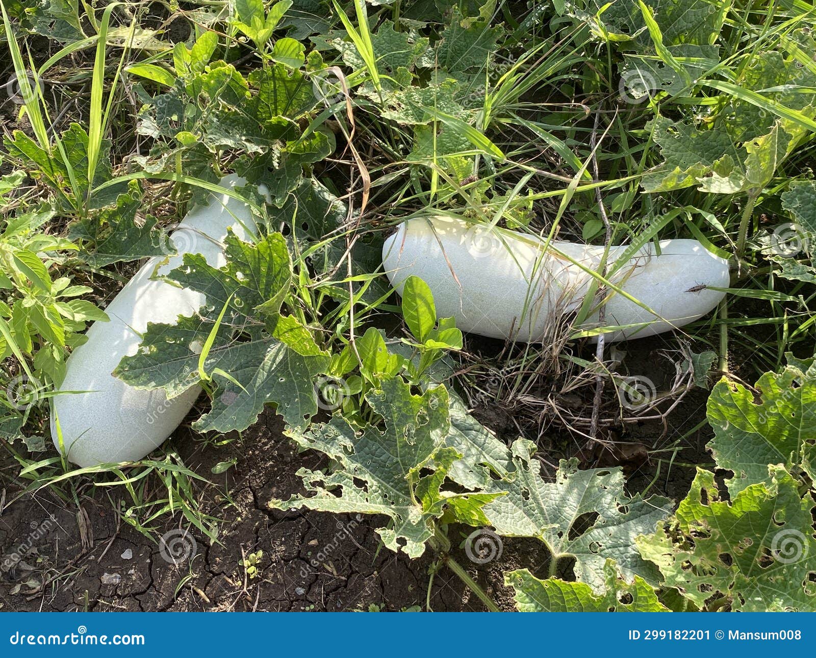 Green Winter Melon on the Ground Stock Image - Image of ground, plant ...