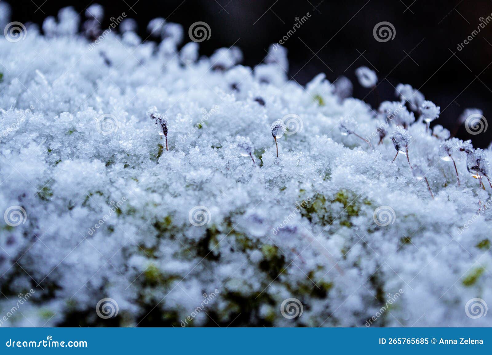 Green Winter Moss Covered with a Thin Layer of Snow Stock Image - Image ...