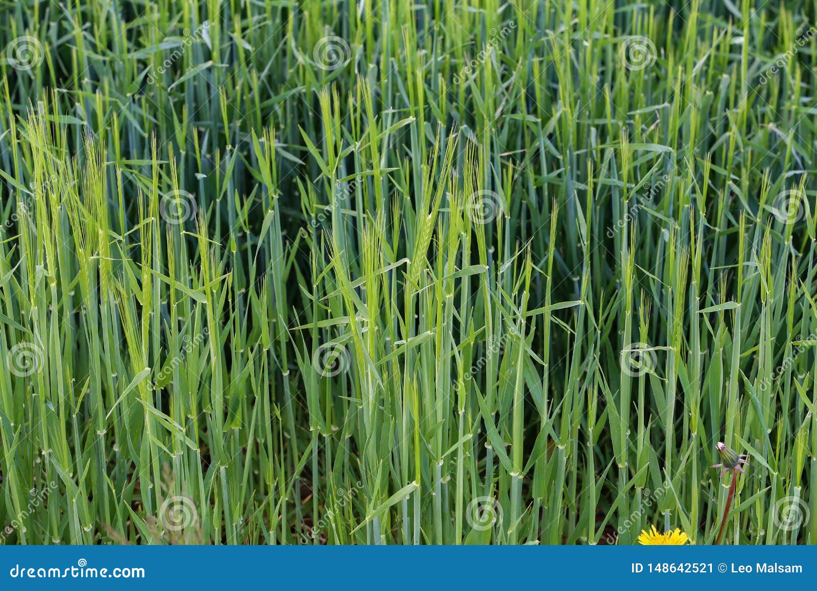 Green Winter Rye Started Spike in a Field Stock Image - Image of growth ...