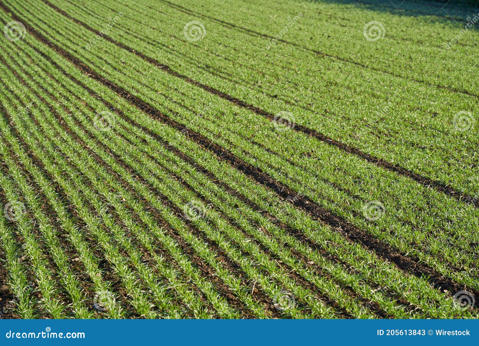 Winter Wheat Field on a Sunny Day Stock Image - Image of farming ...