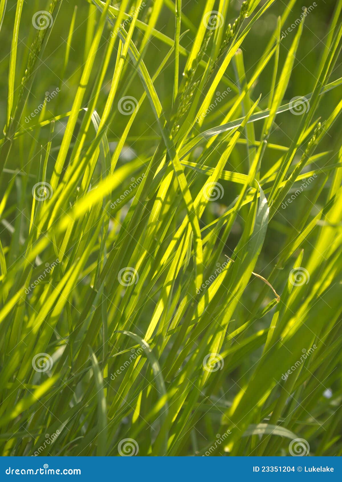 Green wire grass texture stock photo. Image of texture - 23351204