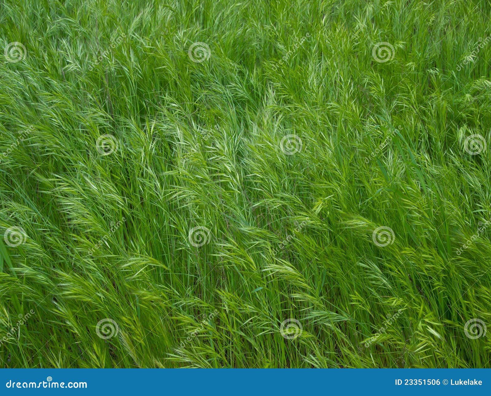 Green wire grass texture stock photo. Image of fodder - 23351506