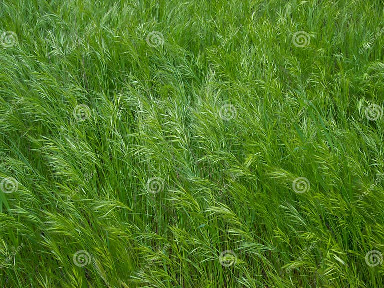 Green wire grass texture stock photo. Image of fodder - 23351506