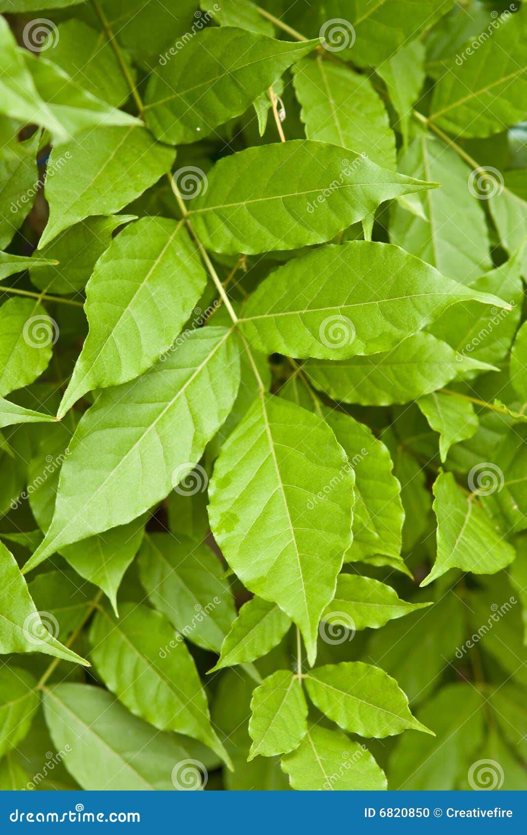 Green Wisteria Vine Leaves stock photo. Image of leaf - 6820850