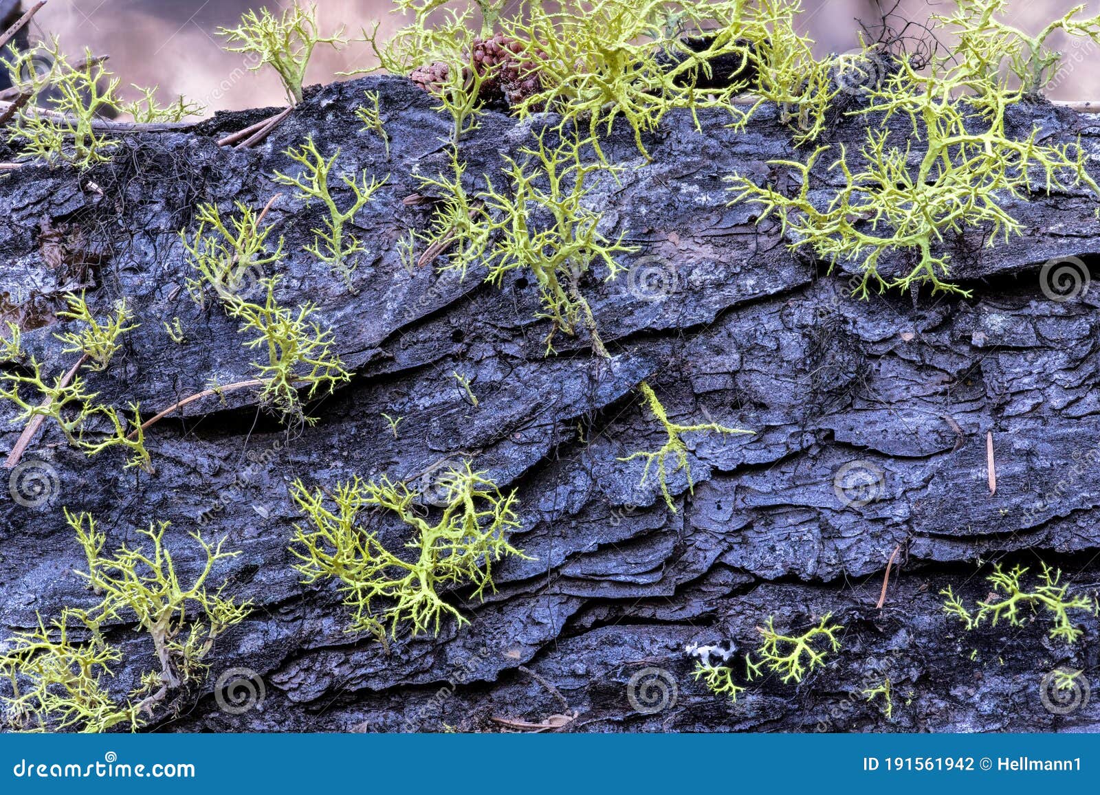 Green Wolf Lichen stock photo. Image of frost, environment - 191561942