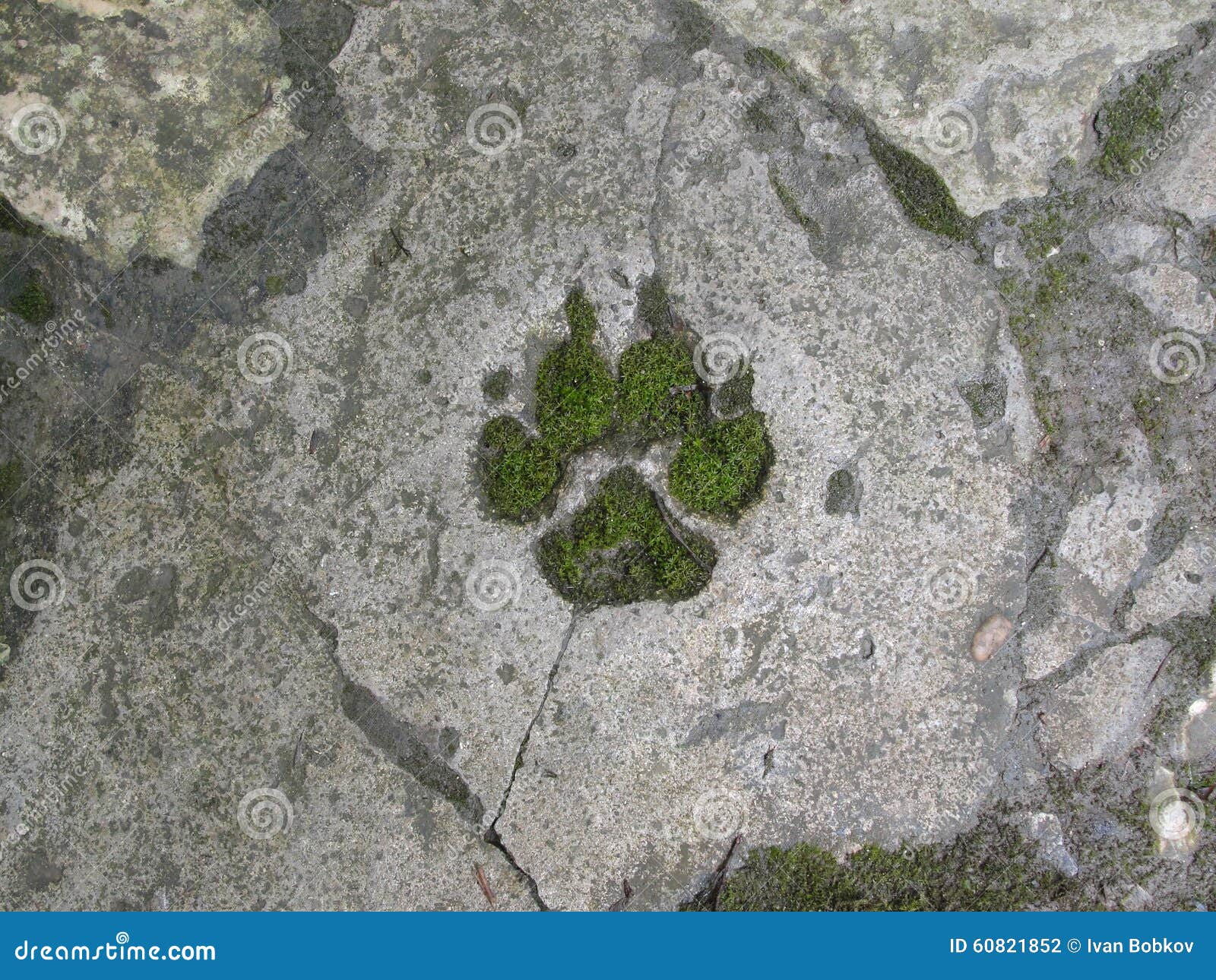 Green Wolf Paw, Ecology Concept Stock Photo - Image of nature, organic ...